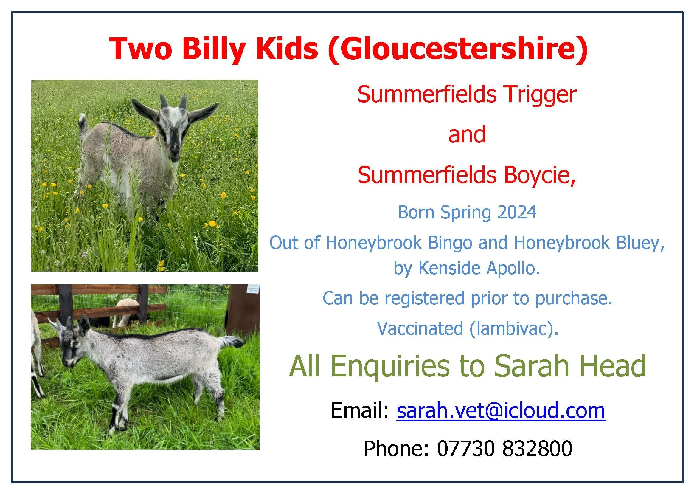 Marketplace — English Goat Breeders Association