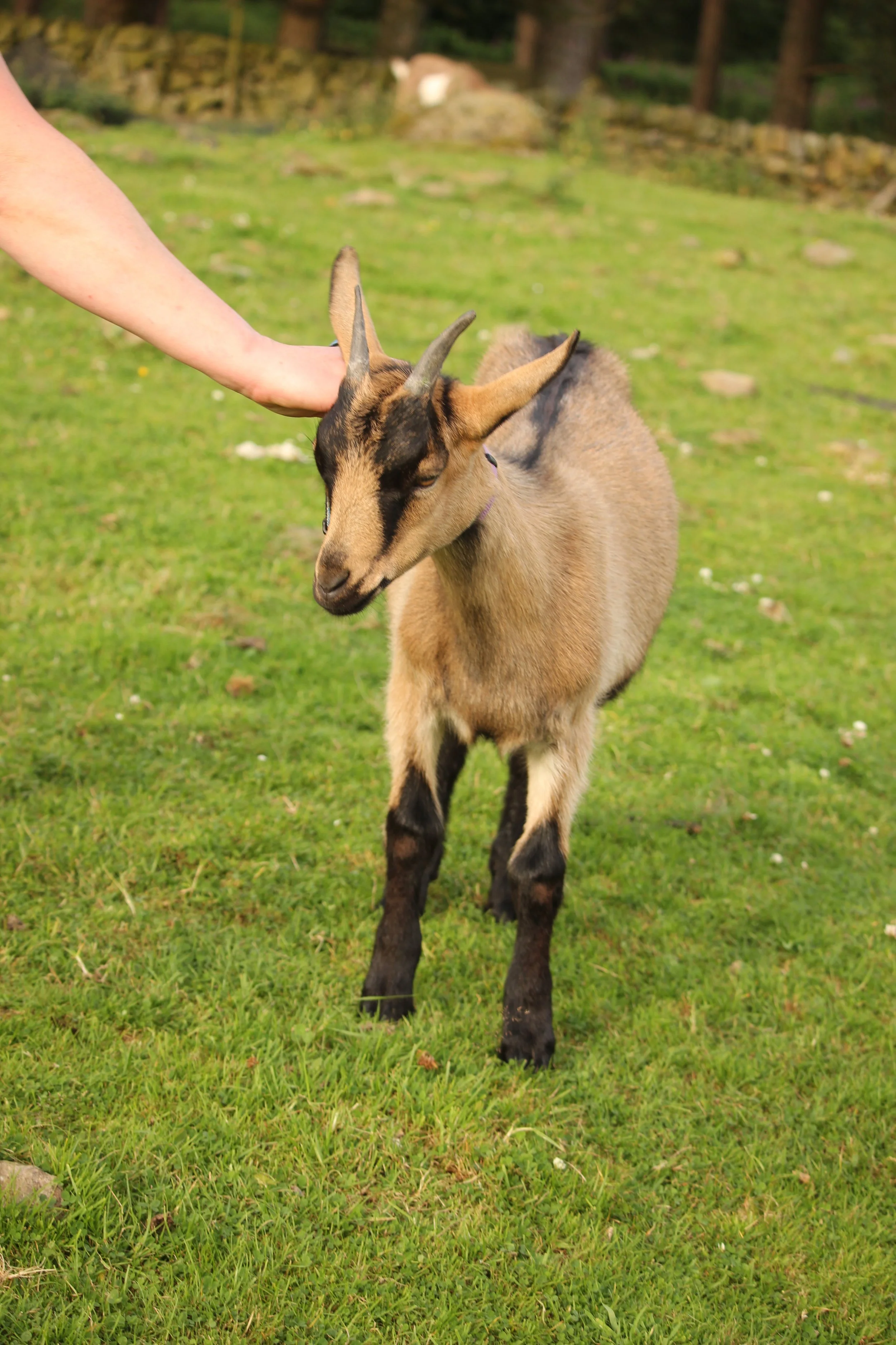 EGBA Online Breed Show 2022 - Class 1a — English Goat Breeders Association