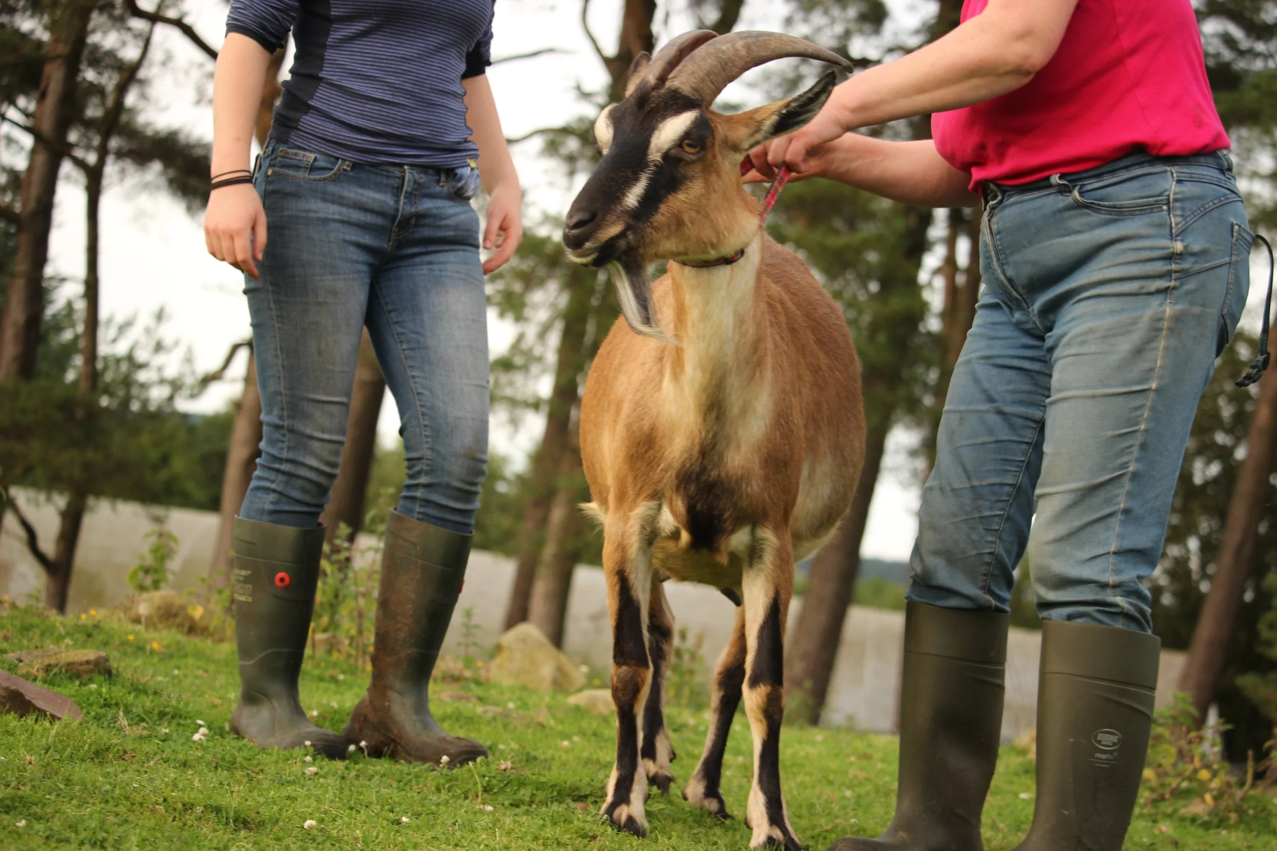 EGBA Online Breed Show 2024 - Class 1e — English Goat Breeders Association