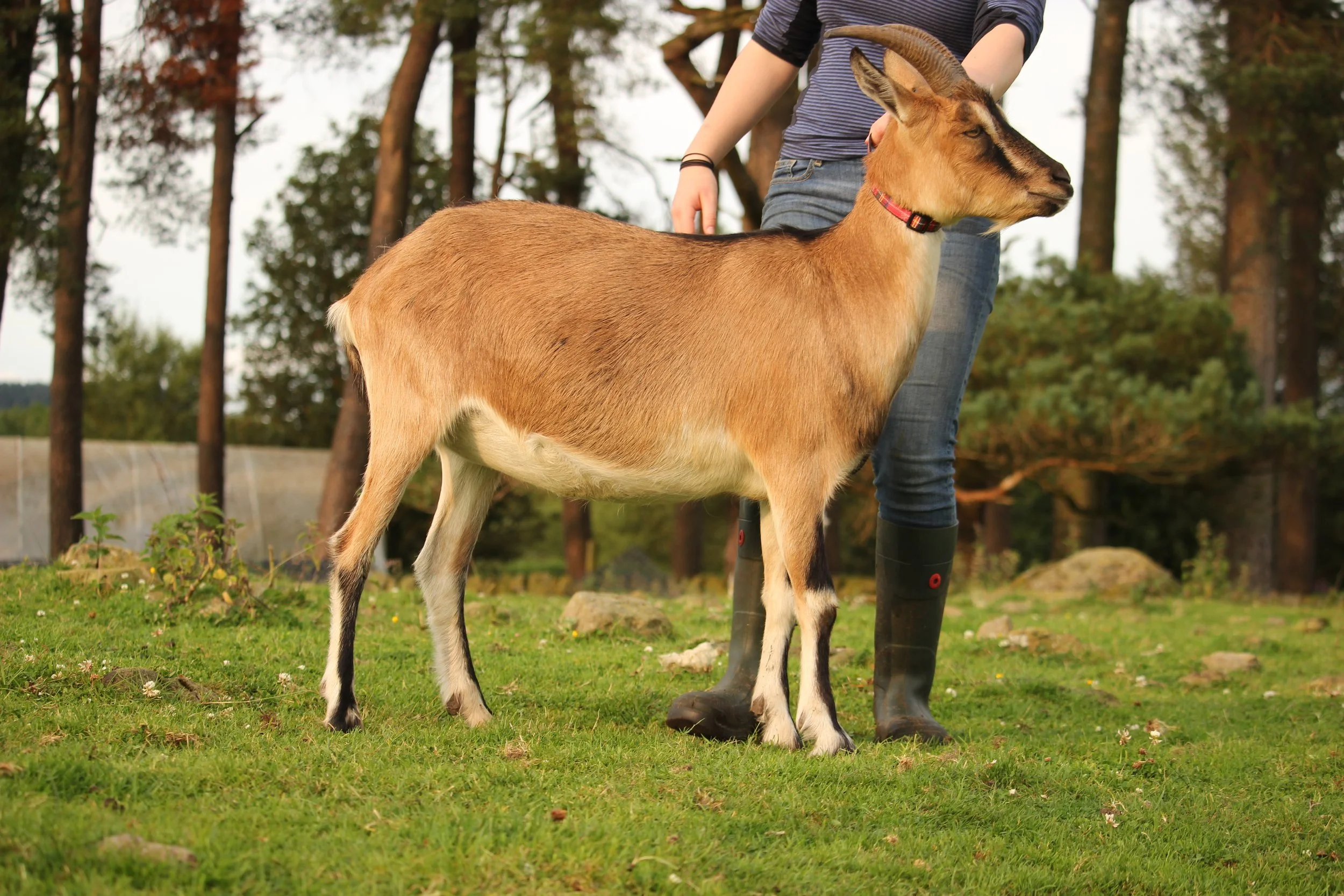 EGBA Online Breed Show 2024 - Class 1e — English Goat Breeders Association