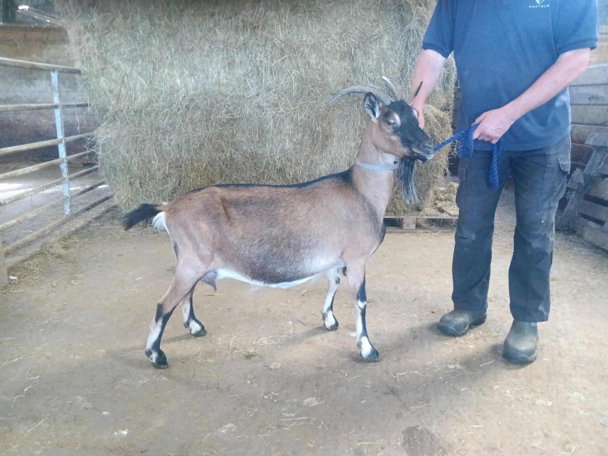 EGBA Online Breed Show 2024 - Class 1f — English Goat Breeders Association