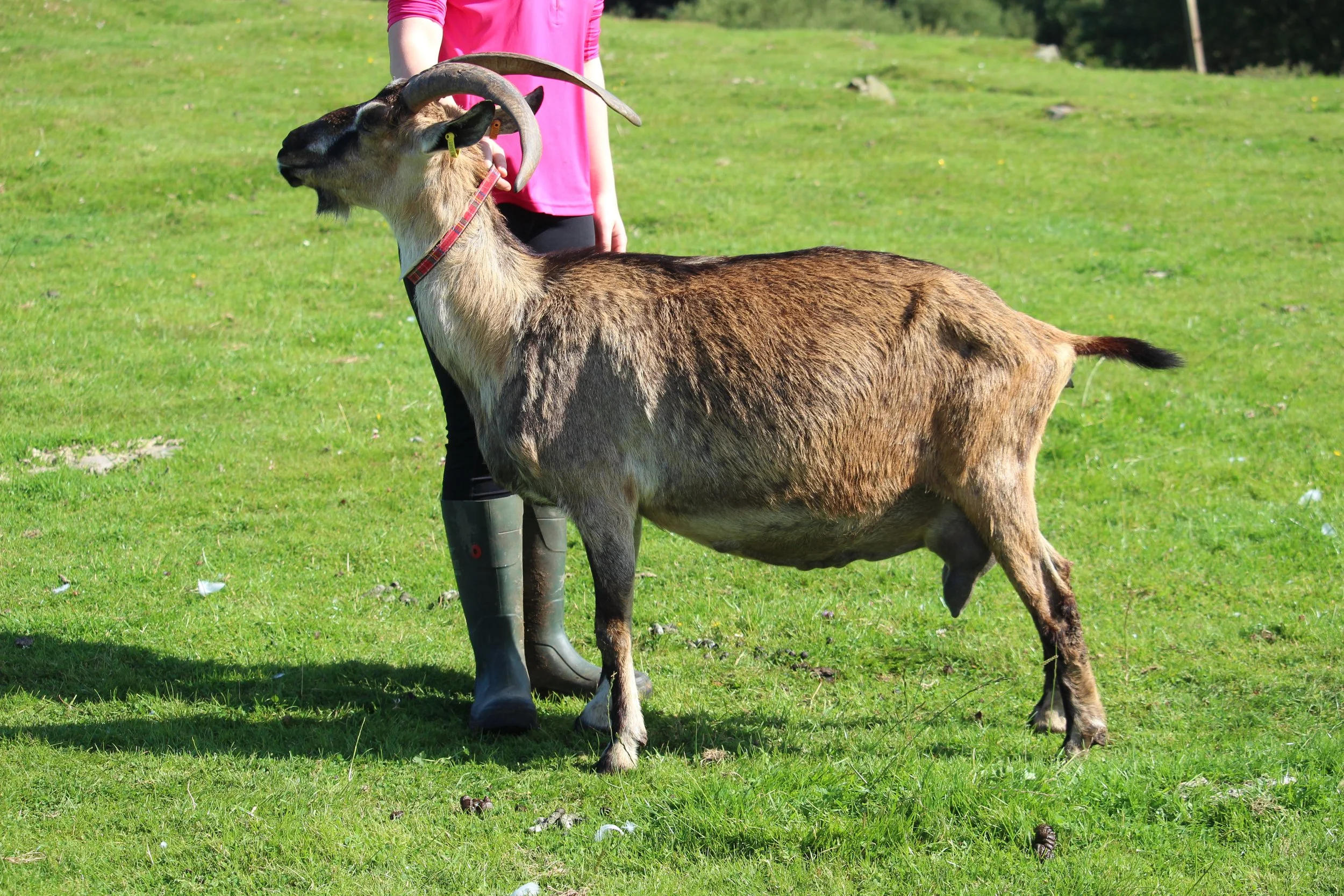 EGBA Online Breed Show 2024 - Class 1f — English Goat Breeders Association