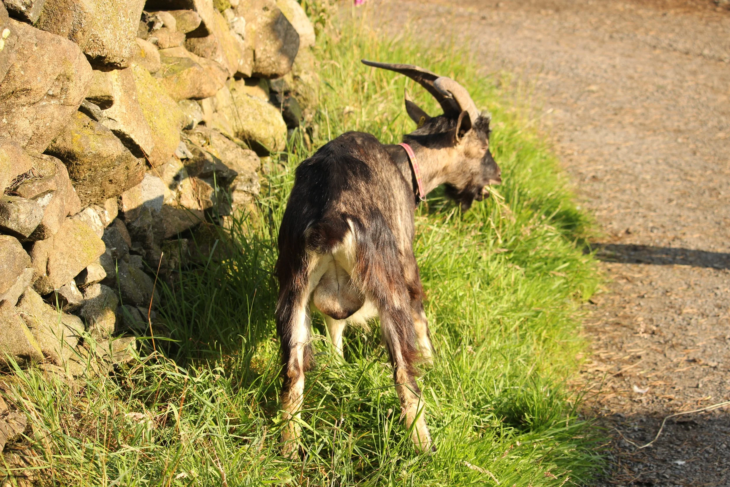 EGBA Online Breed Show 2024 - Class 2b — English Goat Breeders Association