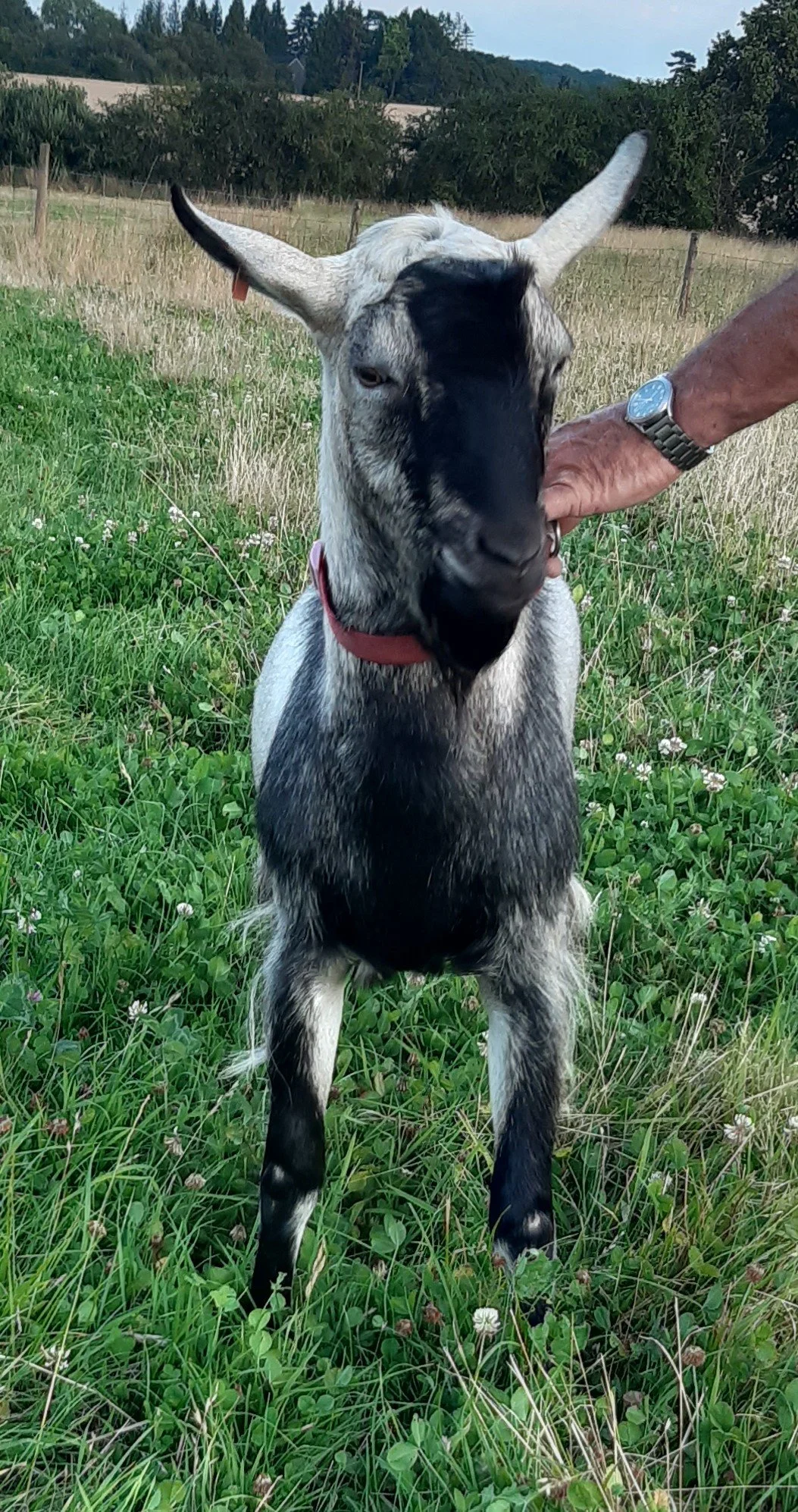EGBA Online Breed Show 2024 - Class 2c — English Goat Breeders Association