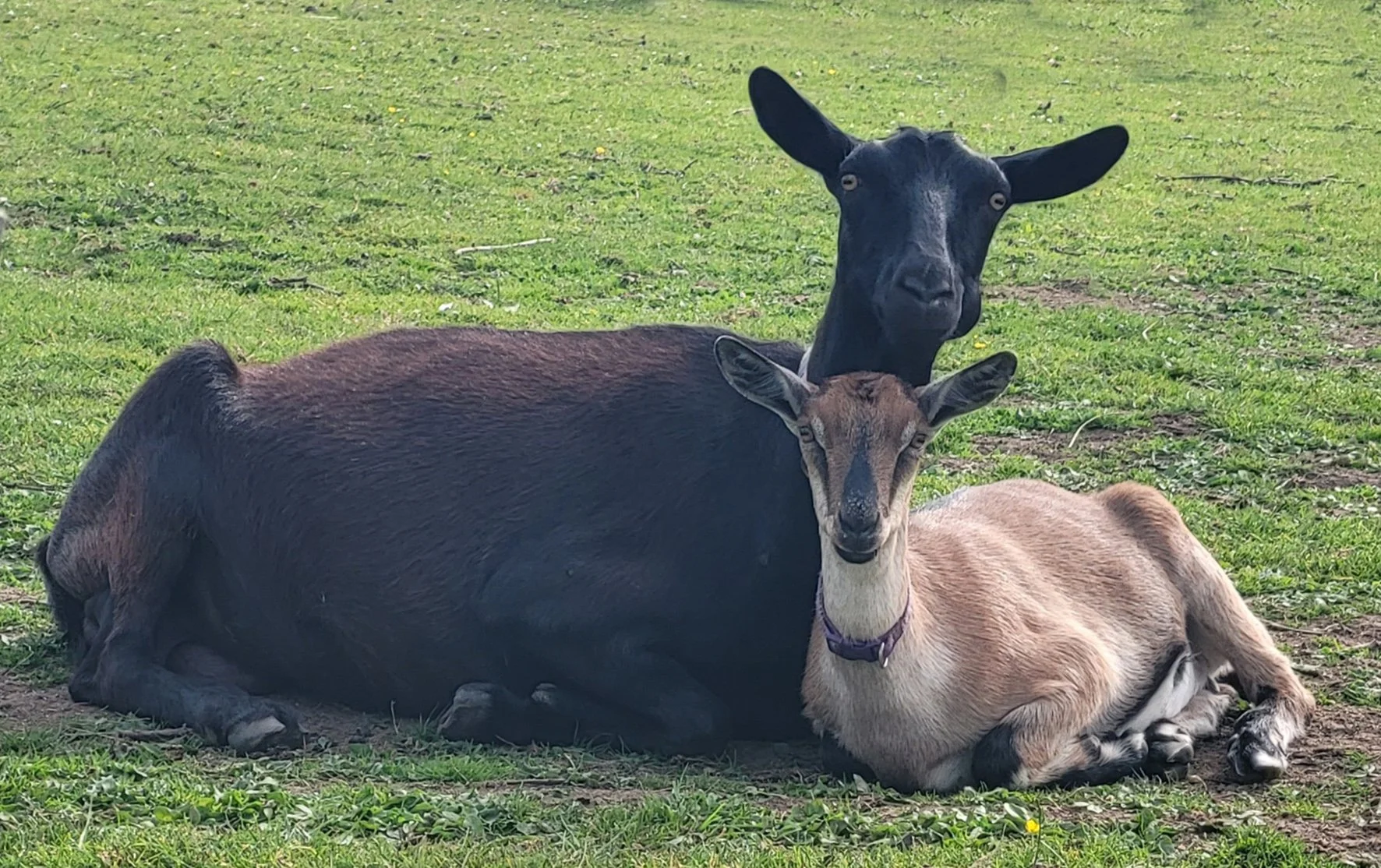EGBA Online Breed Show 2024 - Class 4a — English Goat Breeders Association
