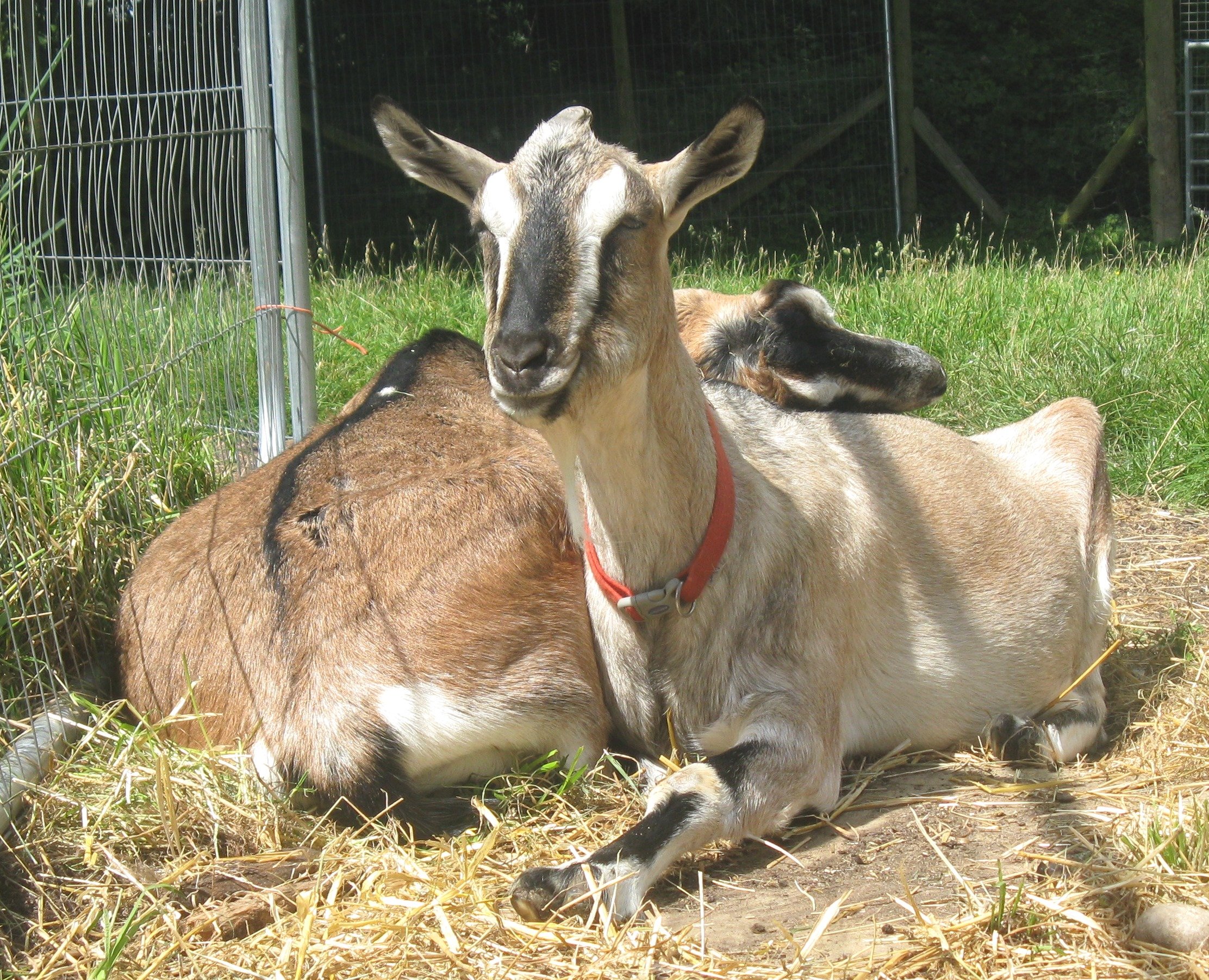 EGBA Online Breed Show 2024 - Class 4a — English Goat Breeders Association