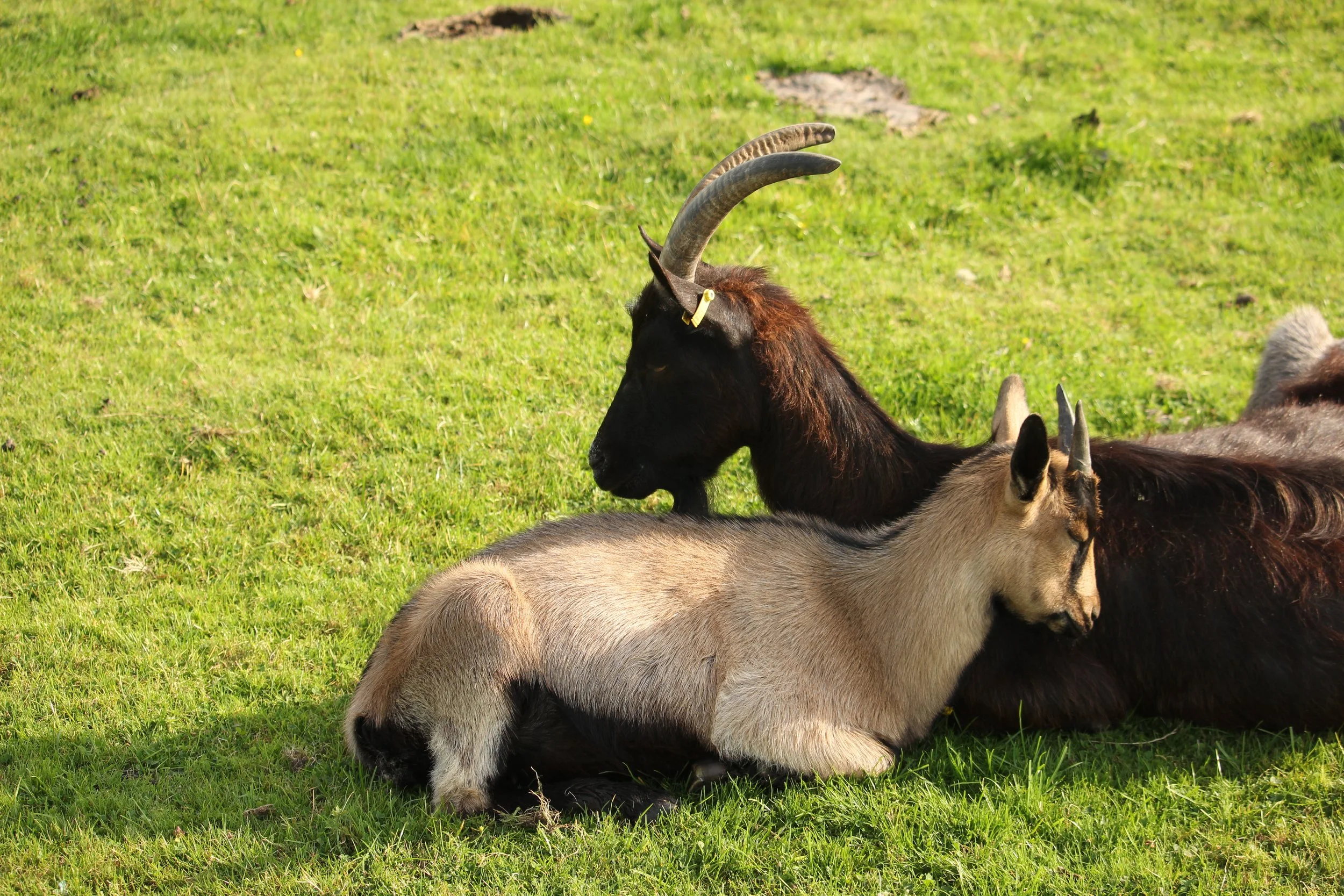 EGBA Online Breed Show 2024 - Class 4a — English Goat Breeders Association