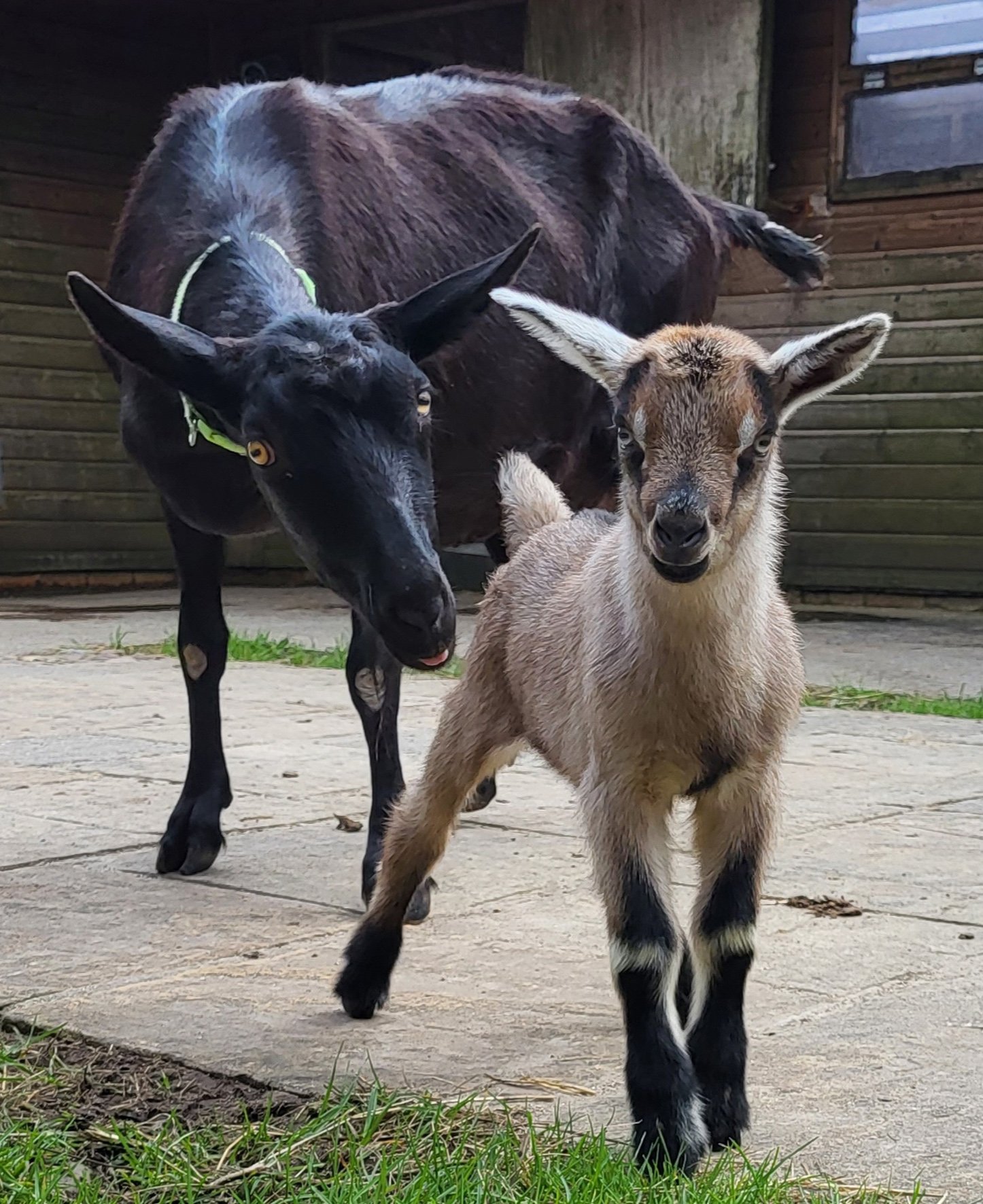 EGBA Online Breed Show 2024 - Class 4b — English Goat Breeders Association