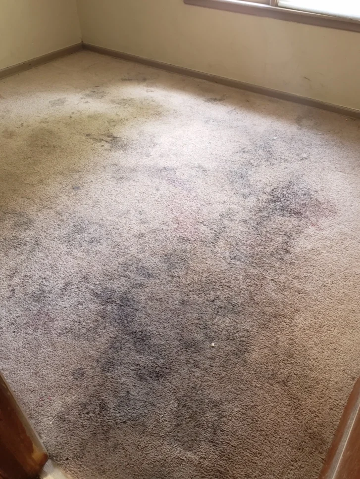 Color-Brite Carpet Cleaning & Restoration | Wichita KS