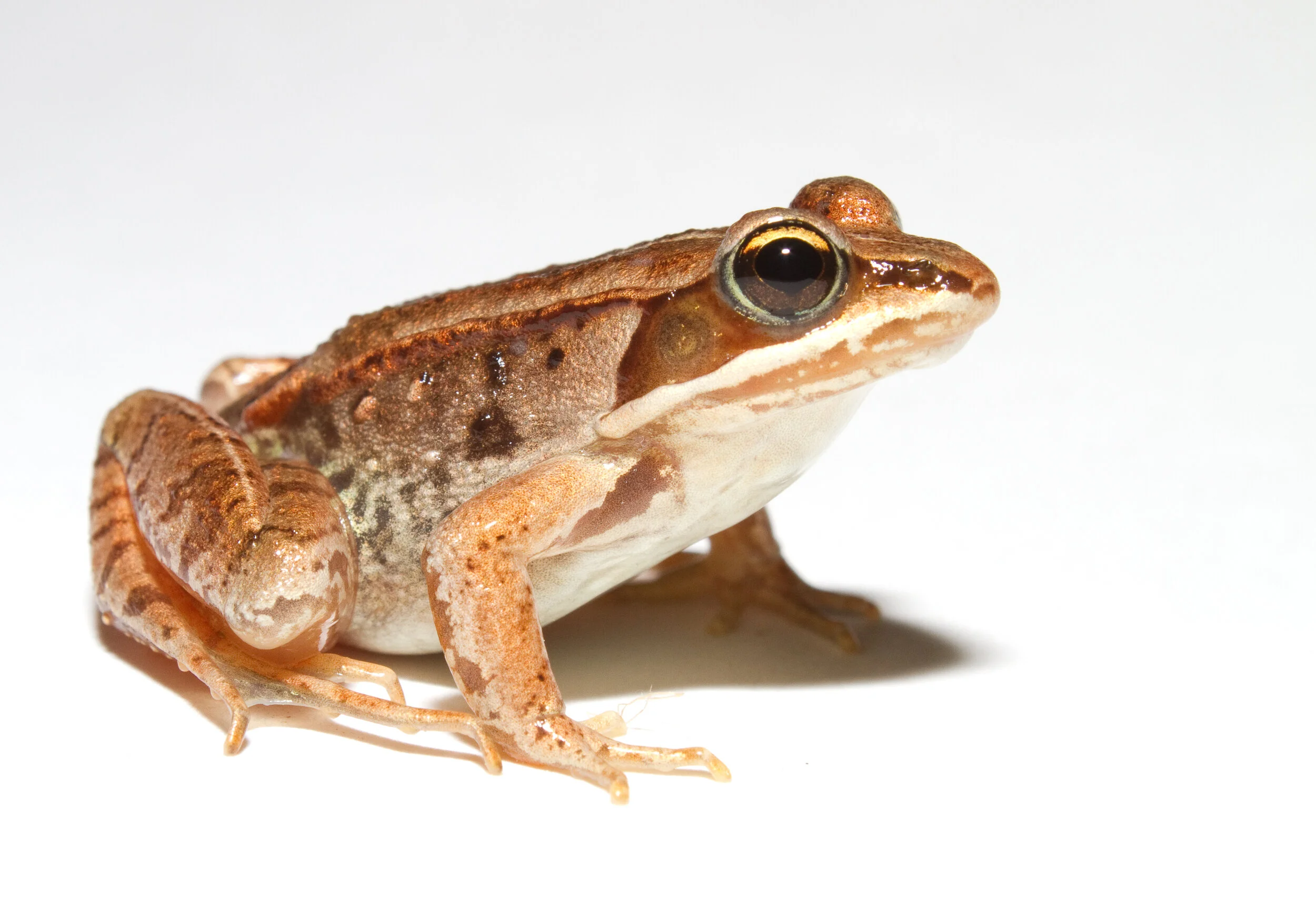 Wood Frog — Kezar Lake Watershed Association
