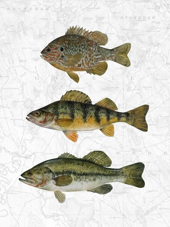 Fisheries — Kezar Lake Watershed Association