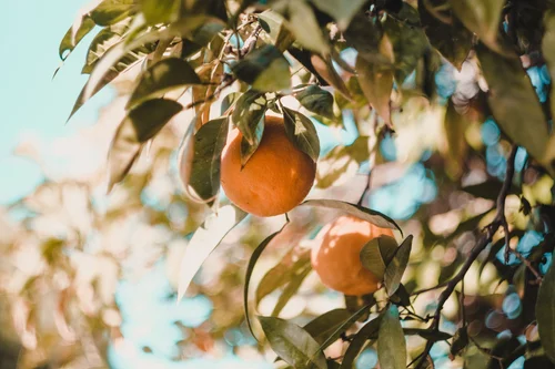 10 of the Most Nutrient-Dense Fruits — Edge of Longevity
