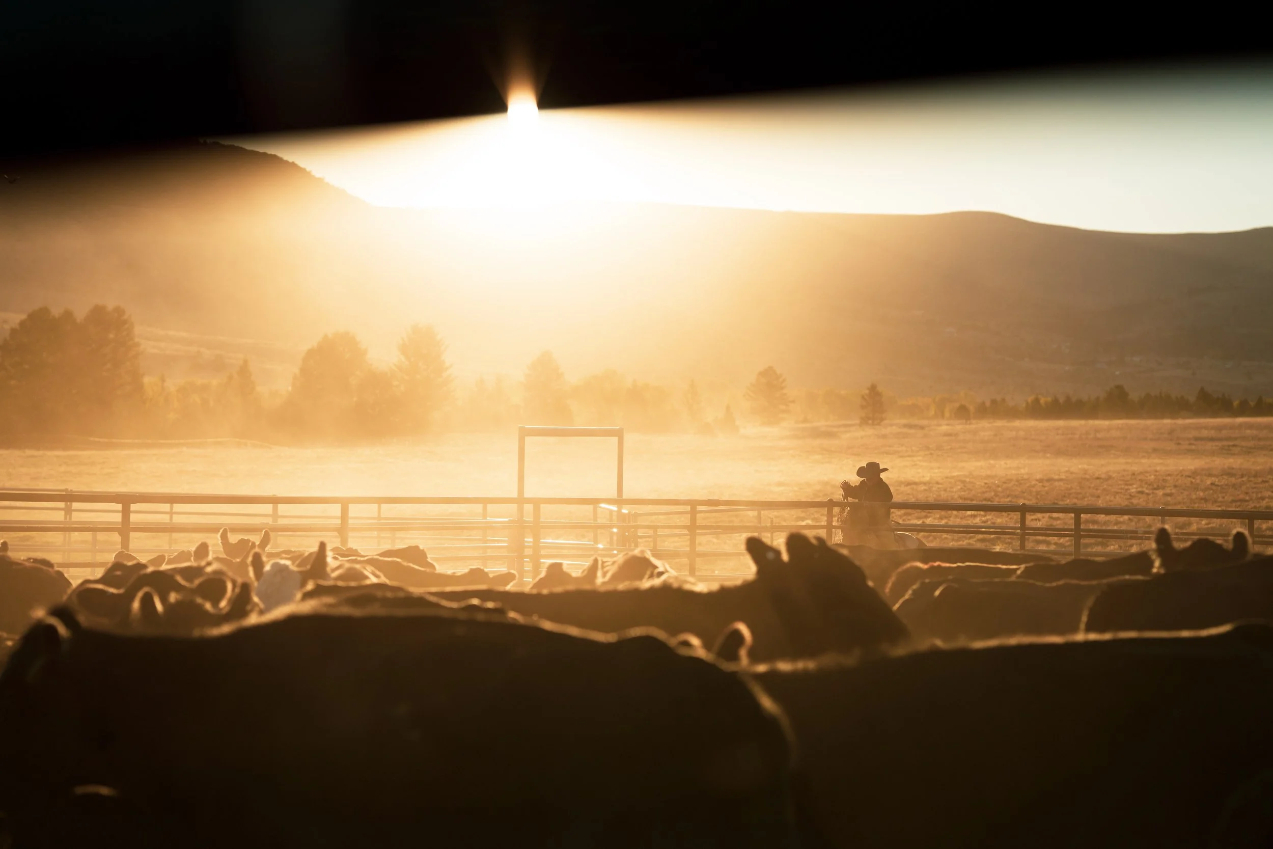 H&H Blog — Heroes and Horses