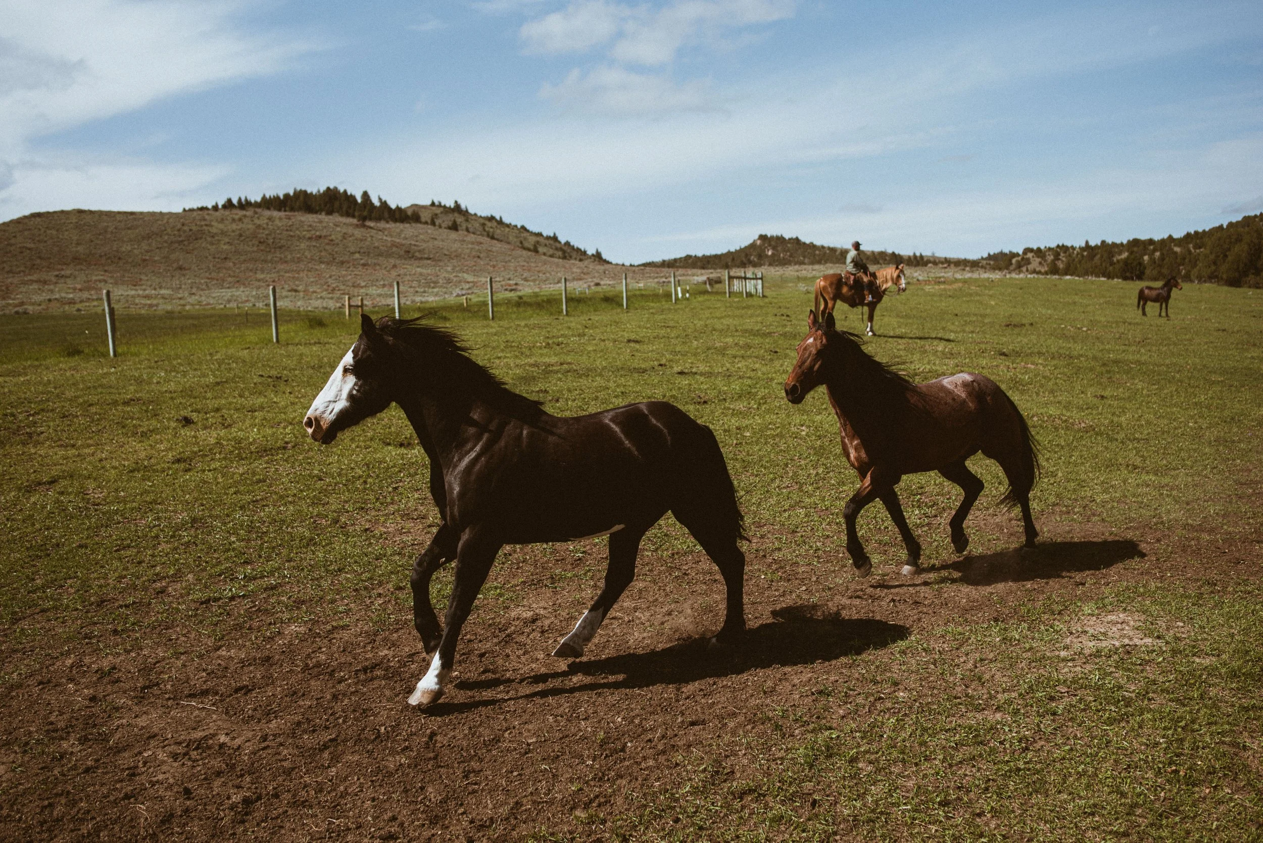 Support the Herd — Heroes and Horses