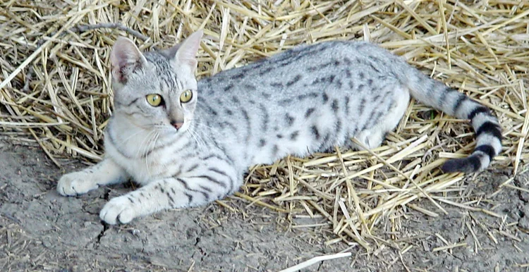 Egyptian Mau & Bengal Kittens Breeder | Cats with Cattitude