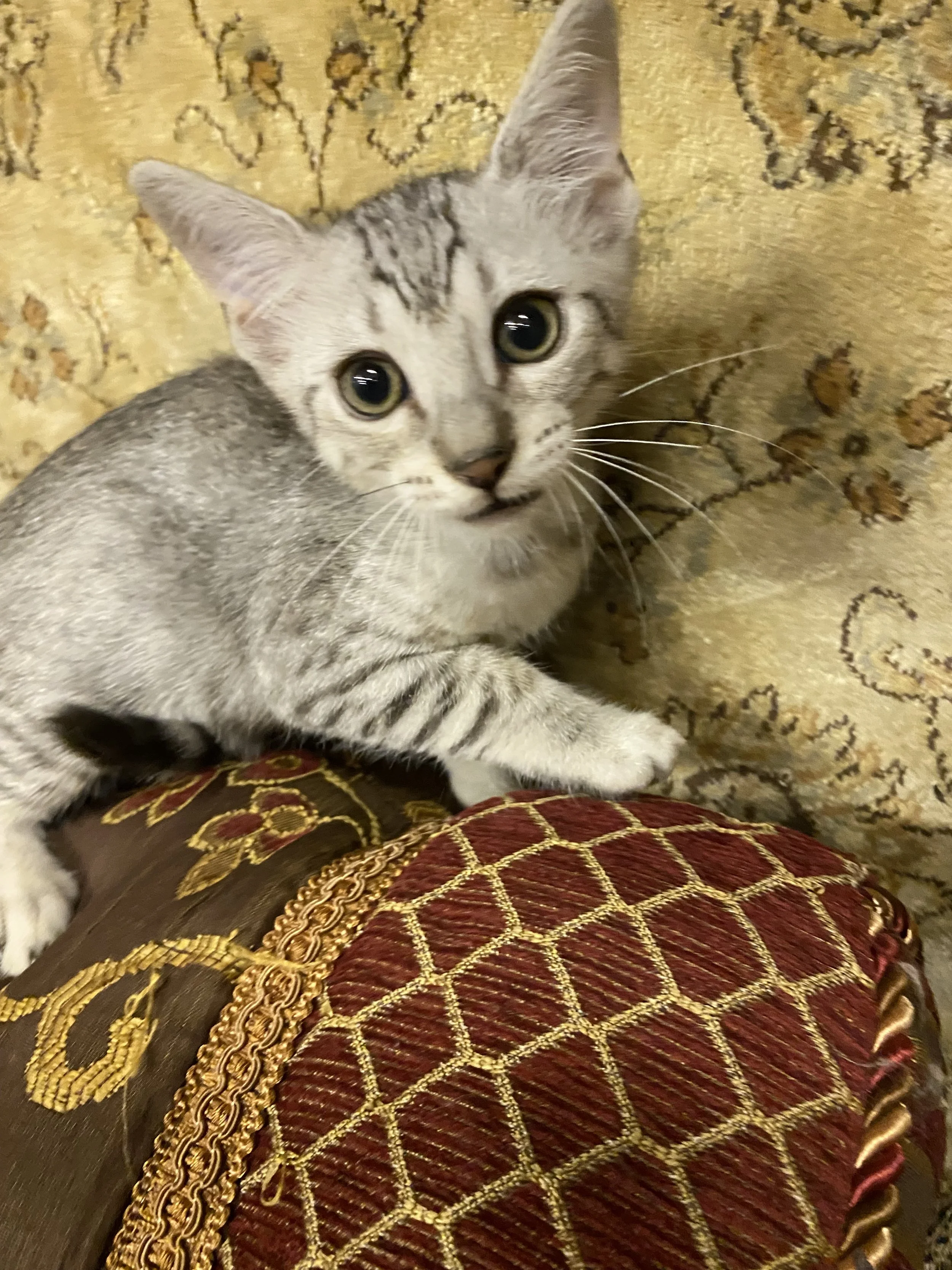 Egyptian Mau Kittens And Cats For Sale — Cats With Cattitude