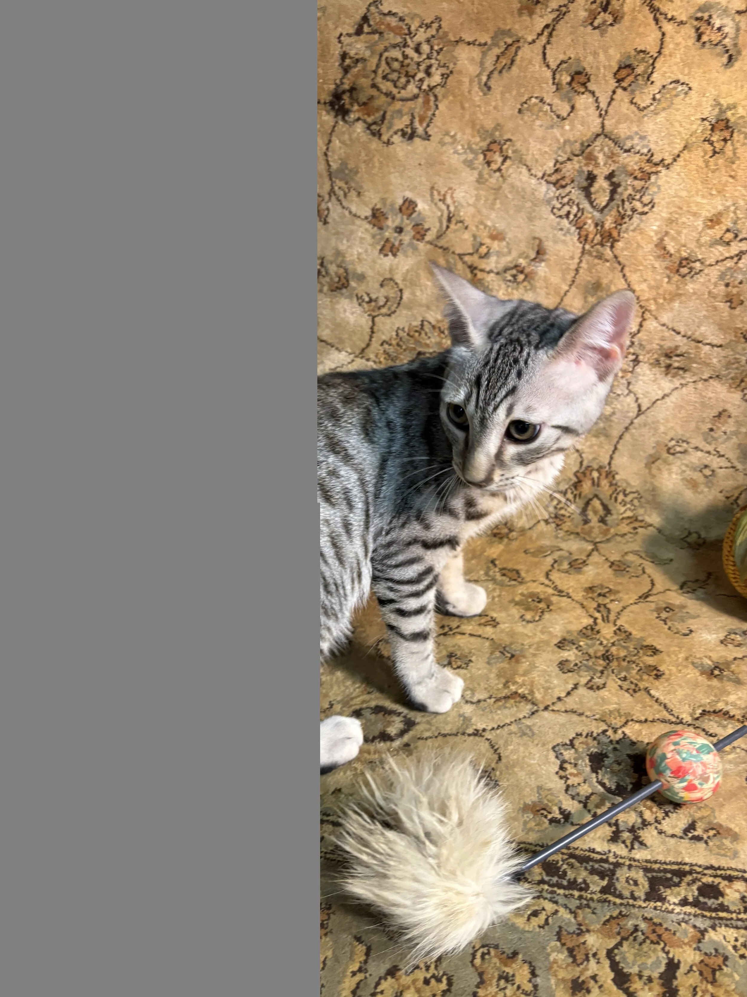 Egyptian Mau Kittens & Cats for Sale — Cats with Cattitude