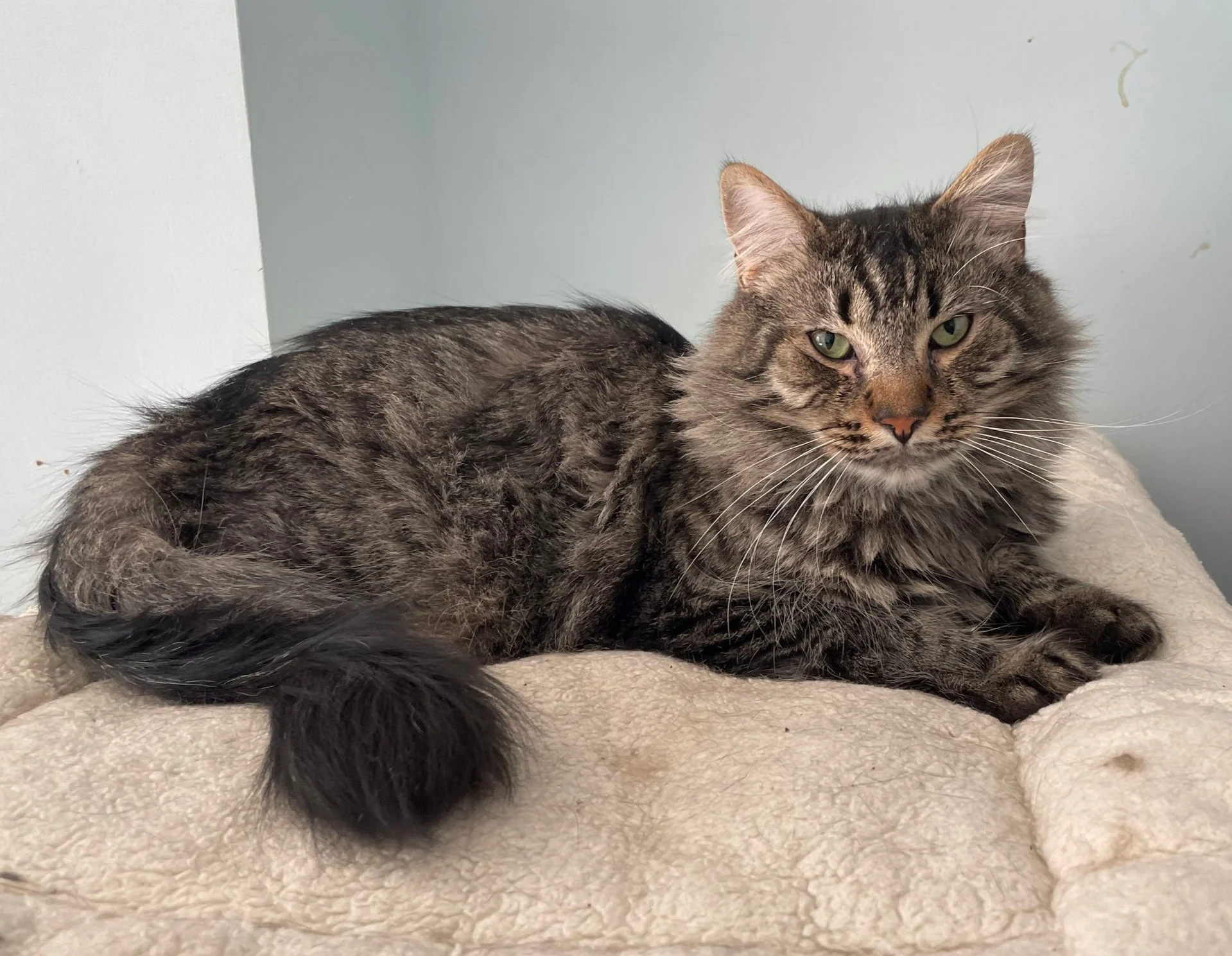 Adoptable Animals — ORCA