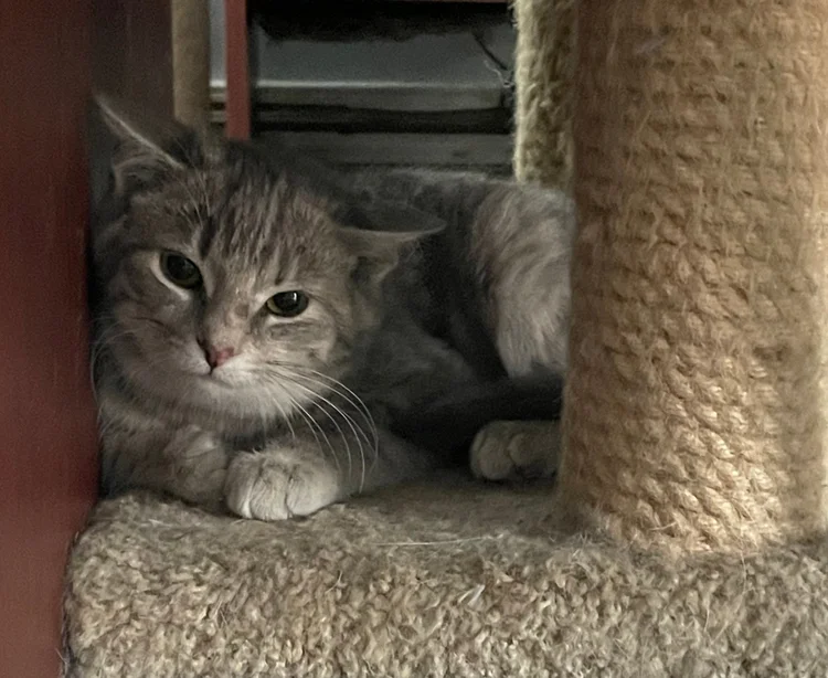 Adoptable Animals — ORCA