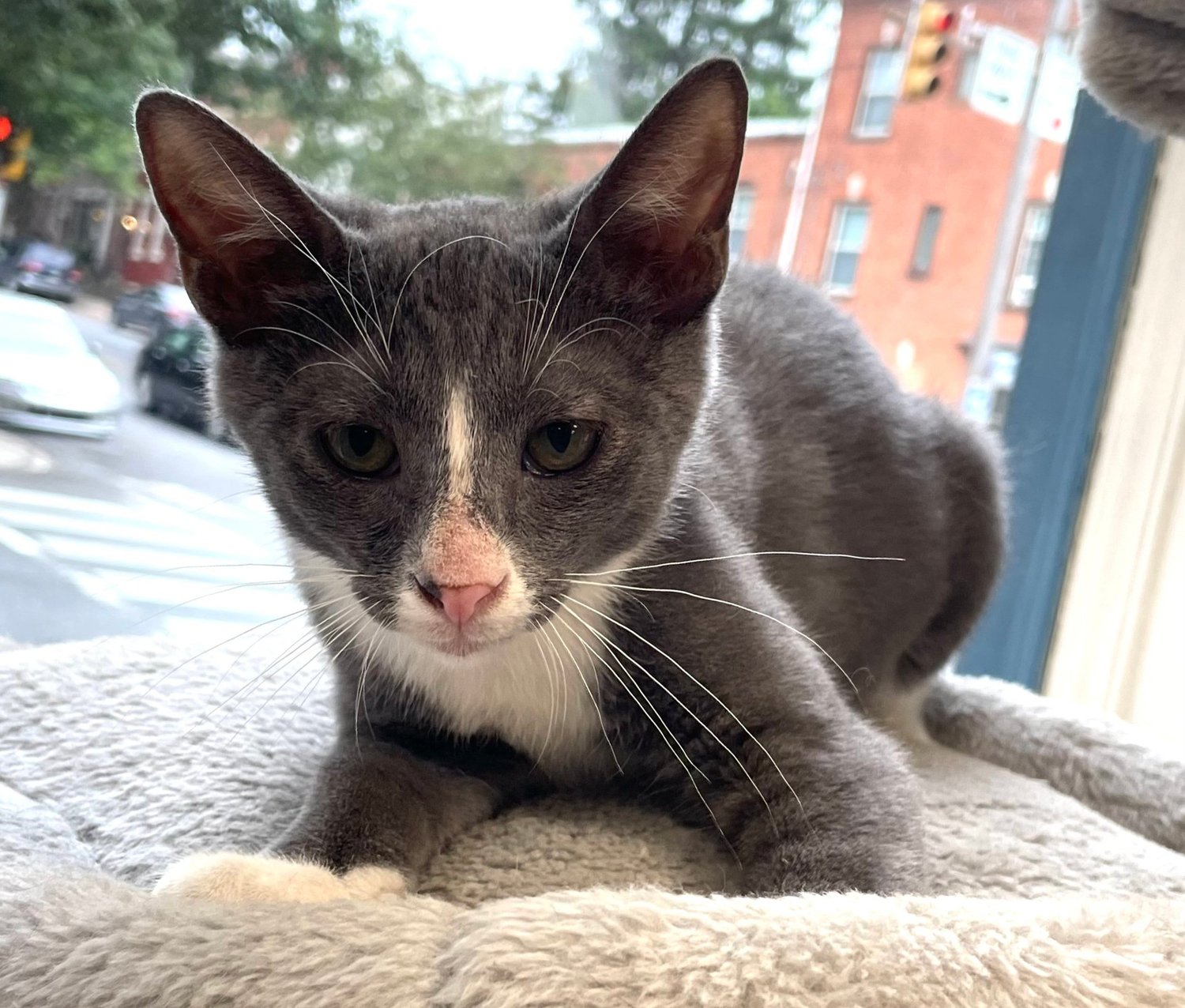 Adoptable Animals — ORCA