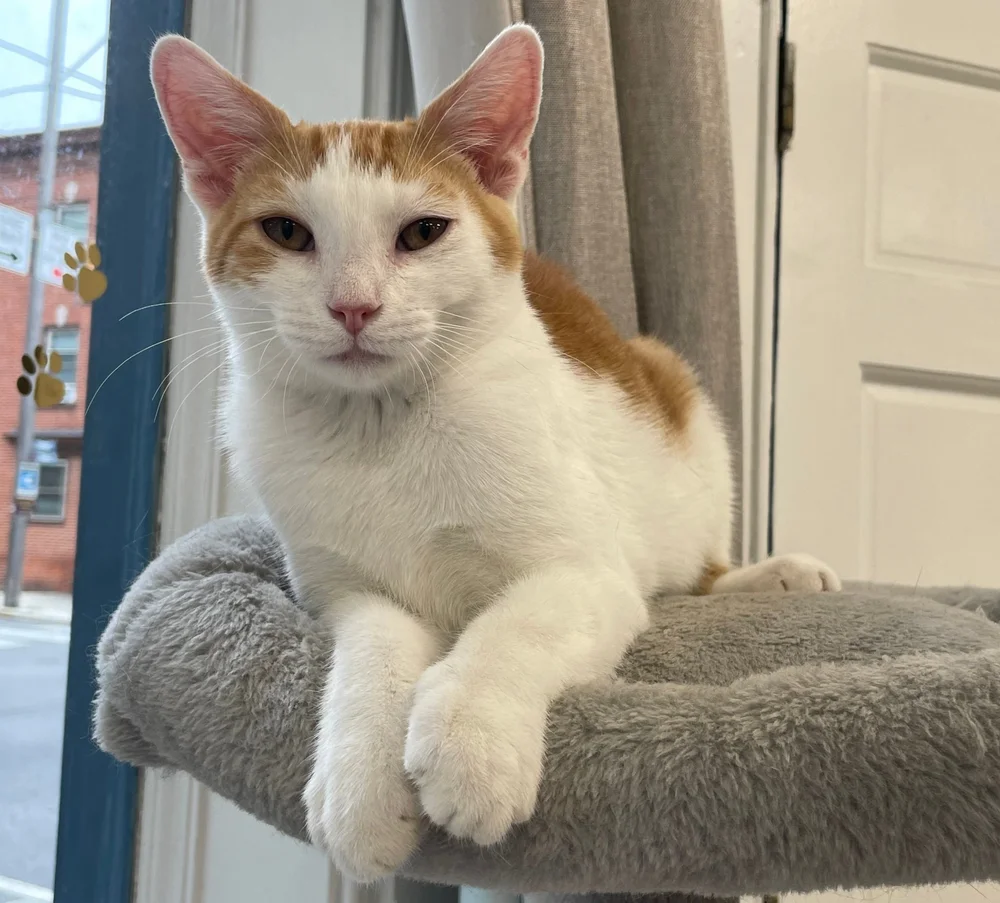 Adoptable Animals — ORCA