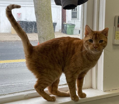 Adoptable Animals — ORCA