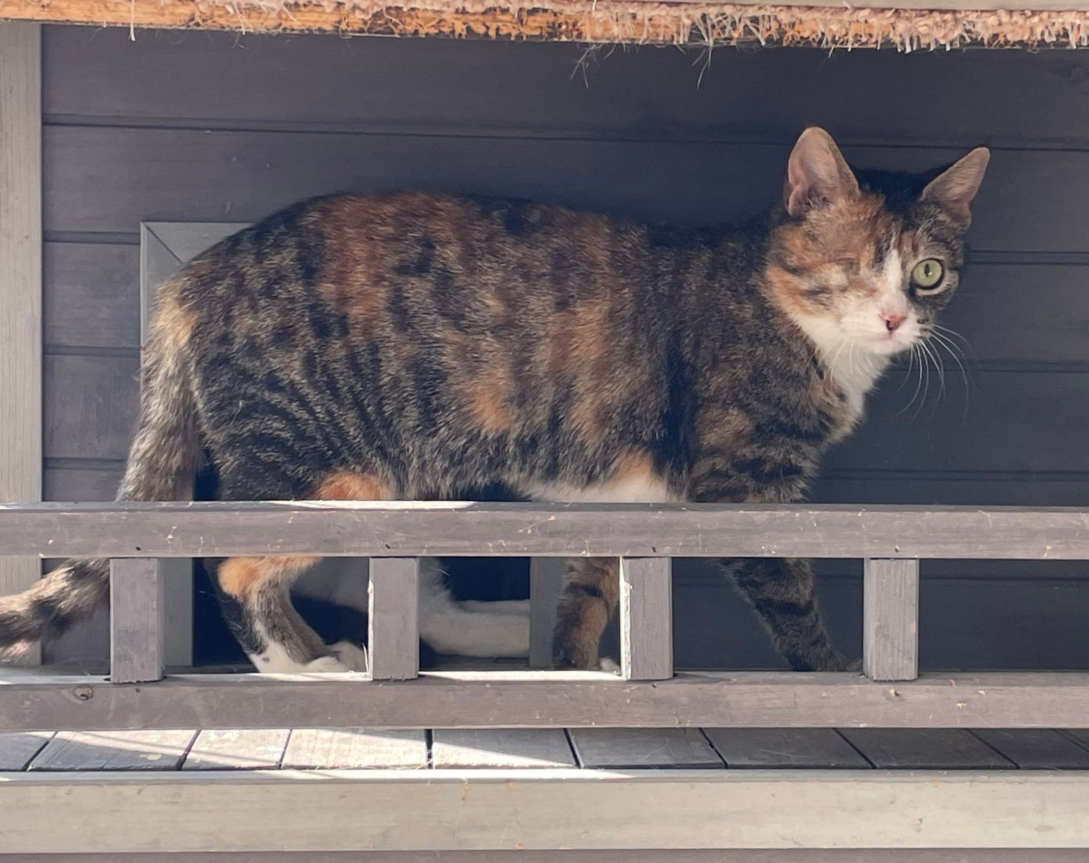 Adoptable Animals — ORCA
