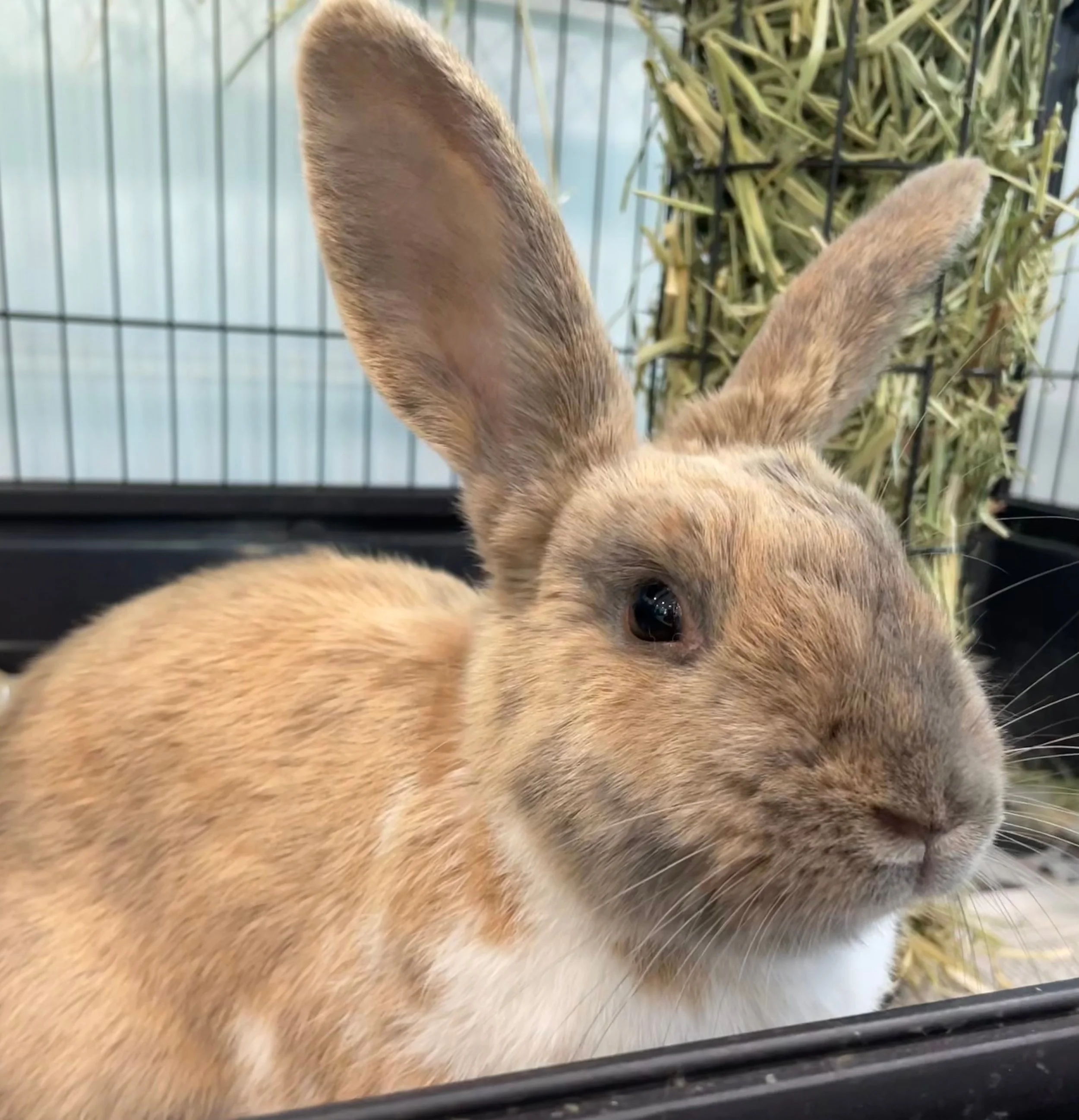 Adoptable Animals — ORCA