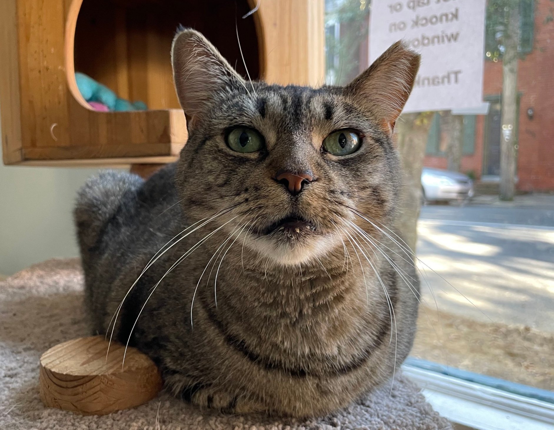 Adoptable Animals — ORCA