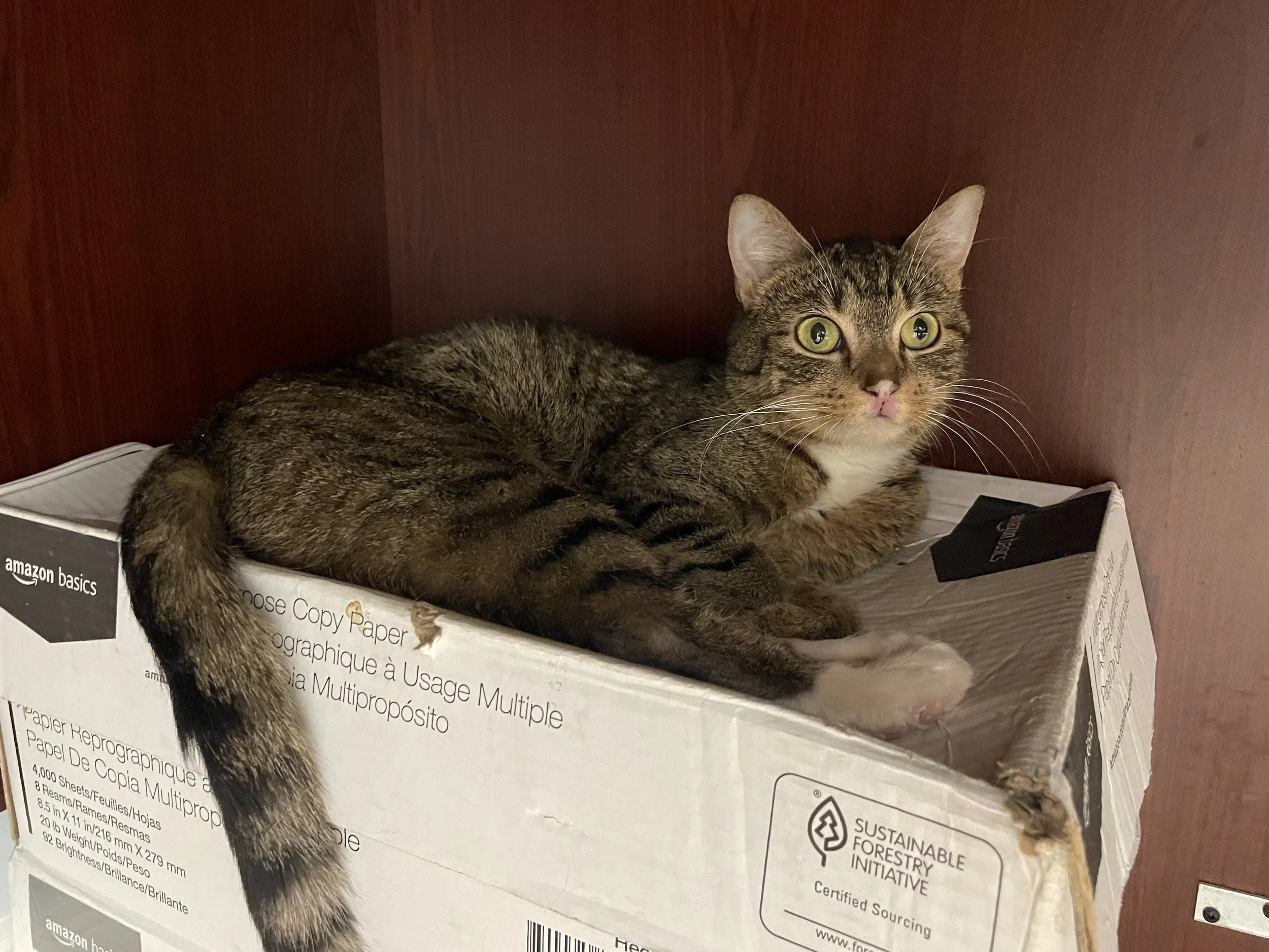 Adoptable Animals — ORCA