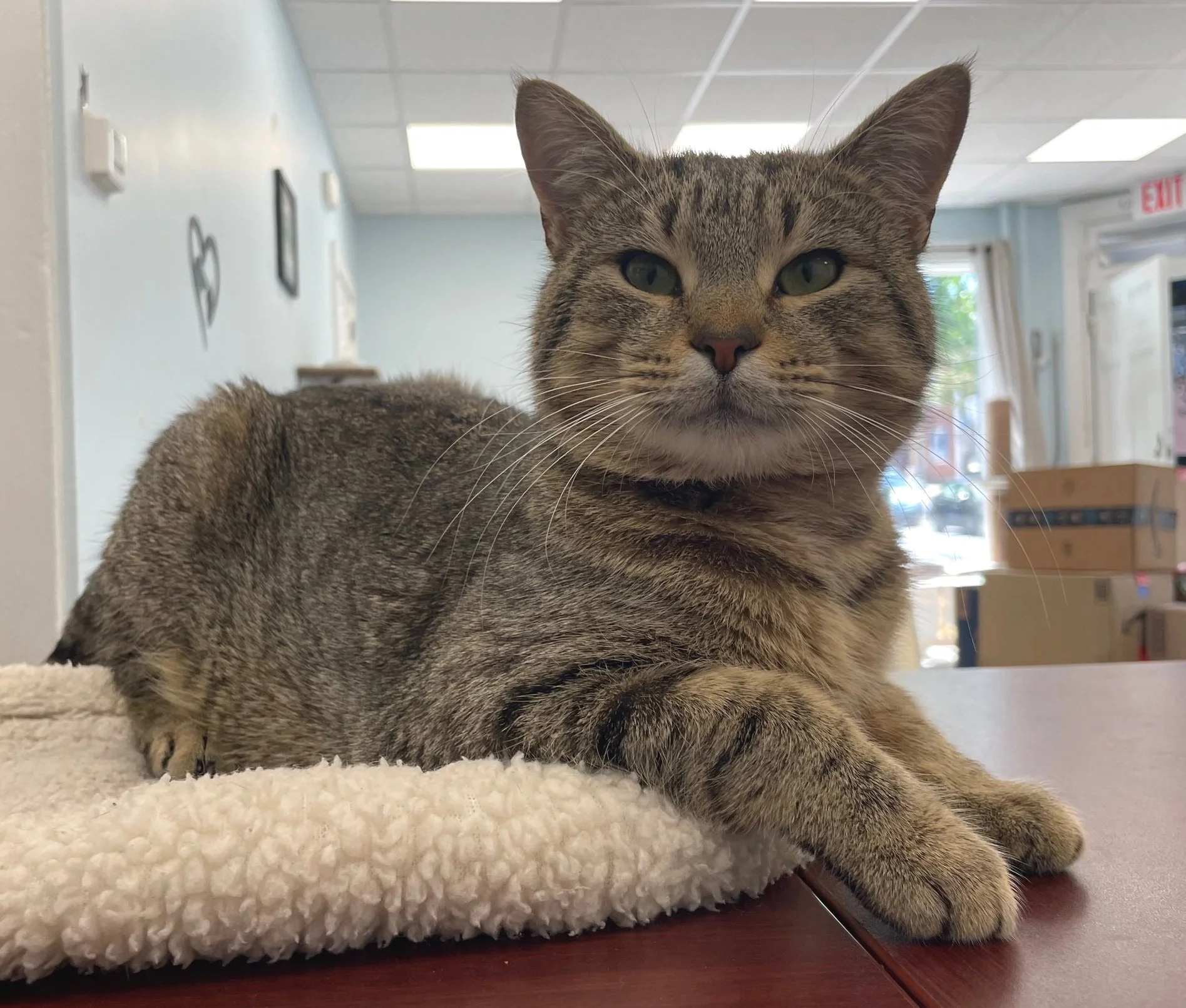 Adoptable Animals — ORCA