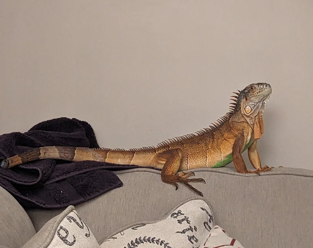 Adoptable Animals — ORCA