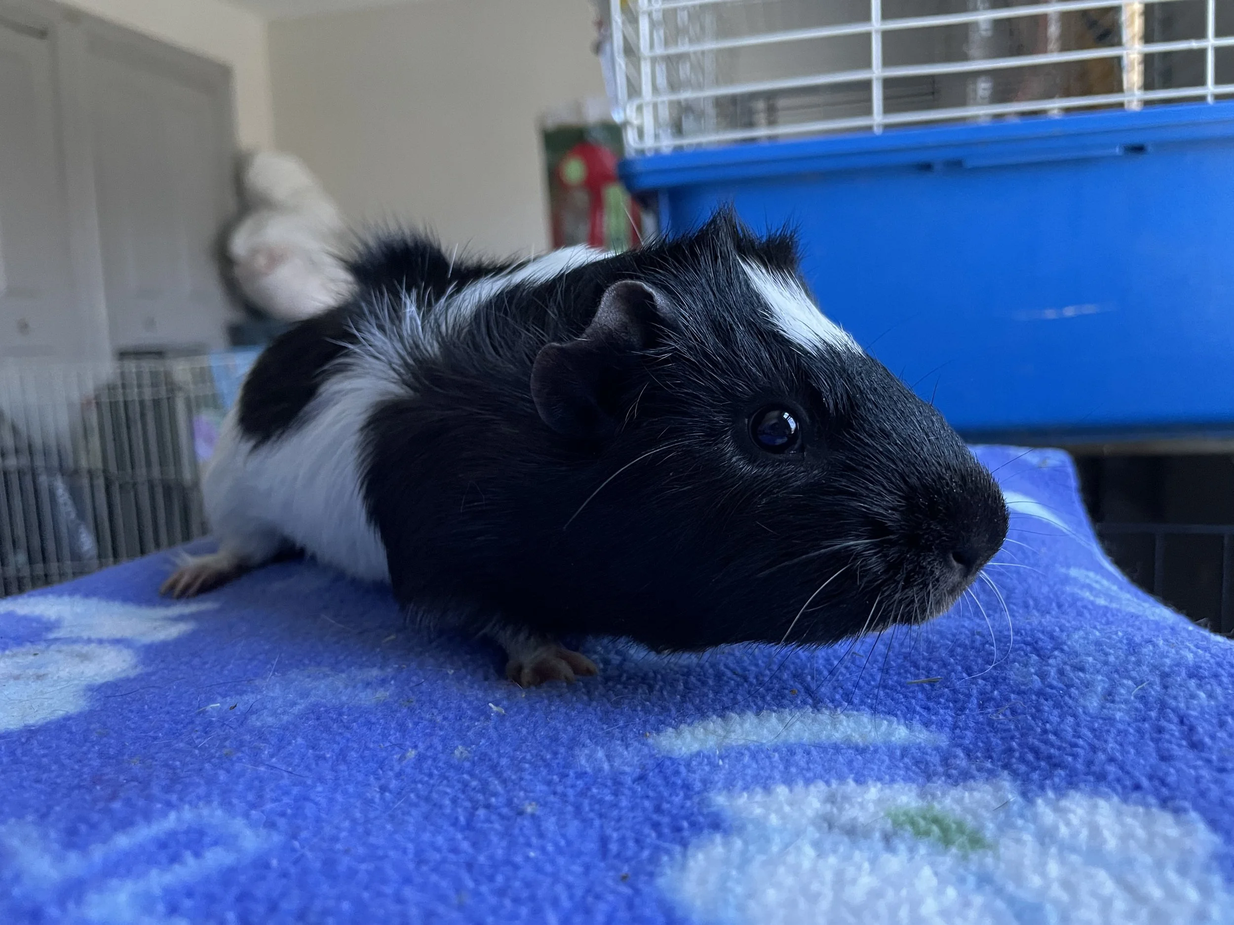 Adoptable Animals — ORCA