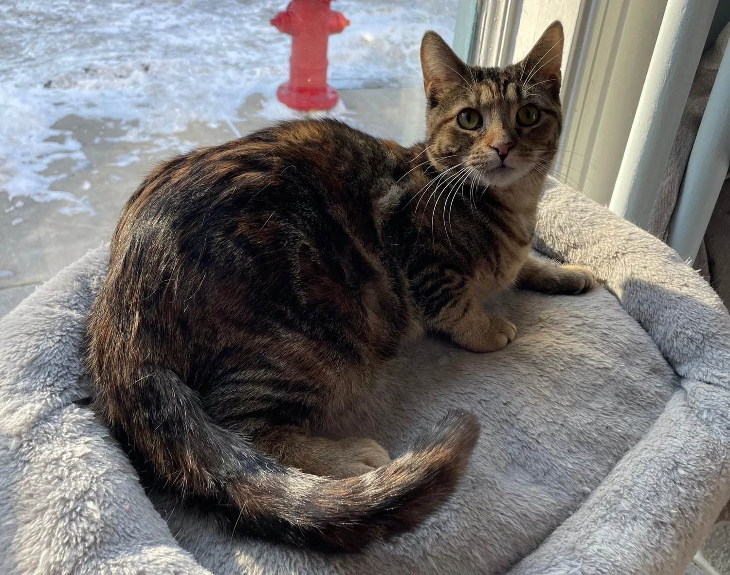 Adoptable Animals — ORCA