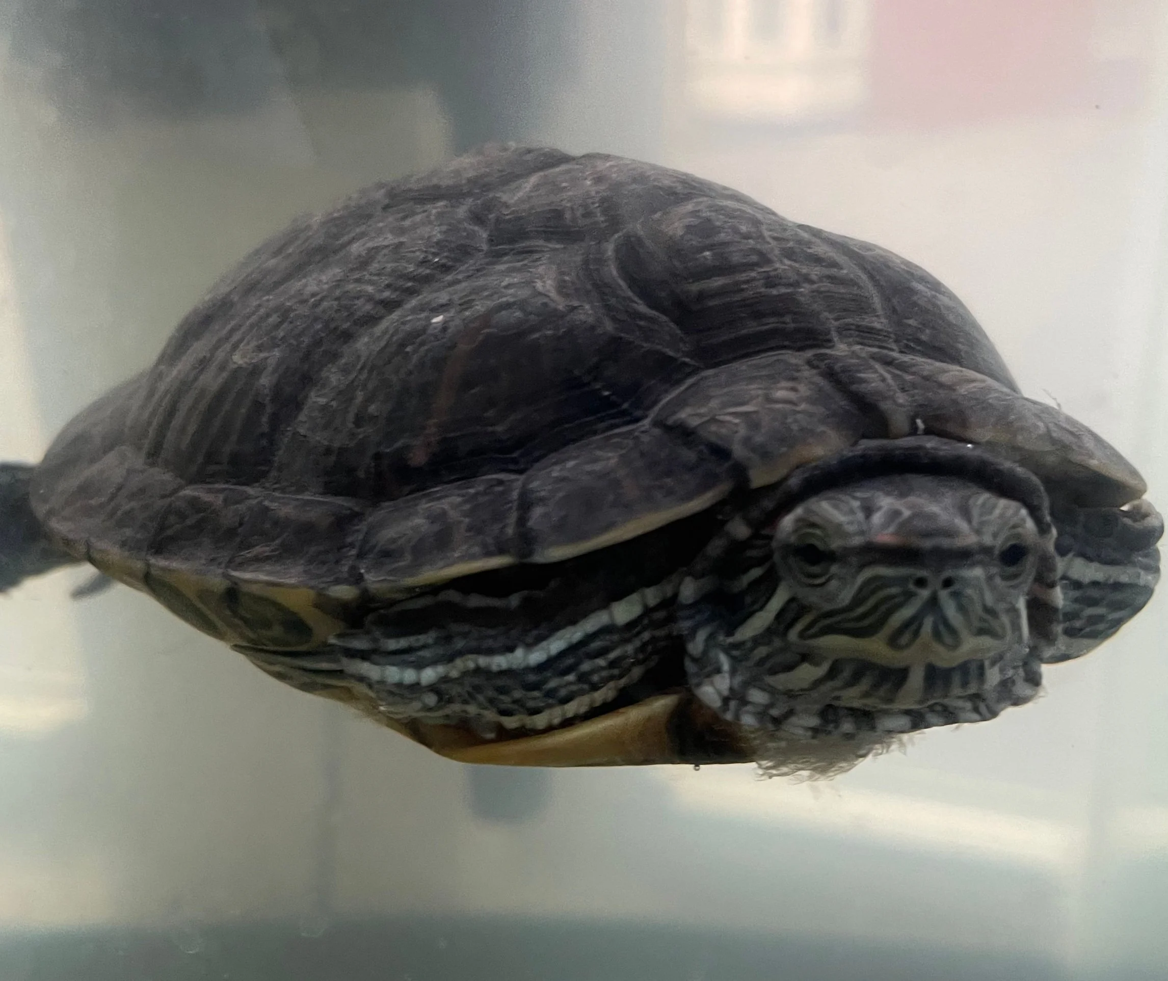 Adoptable Animals — ORCA