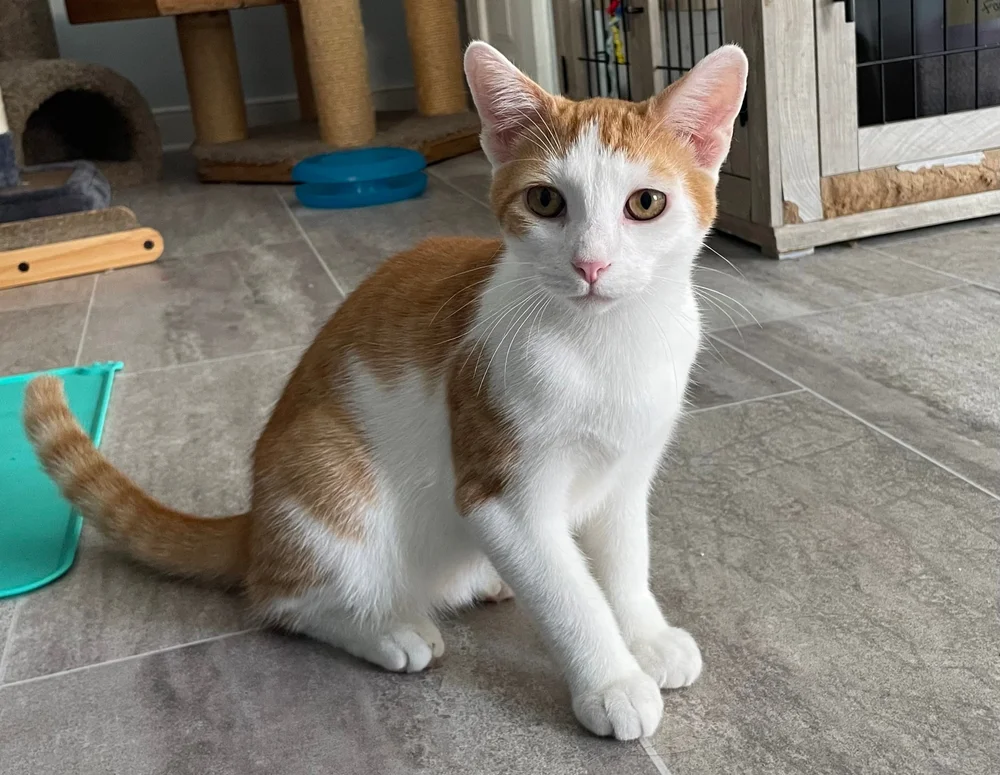 Adoptable Animals — ORCA