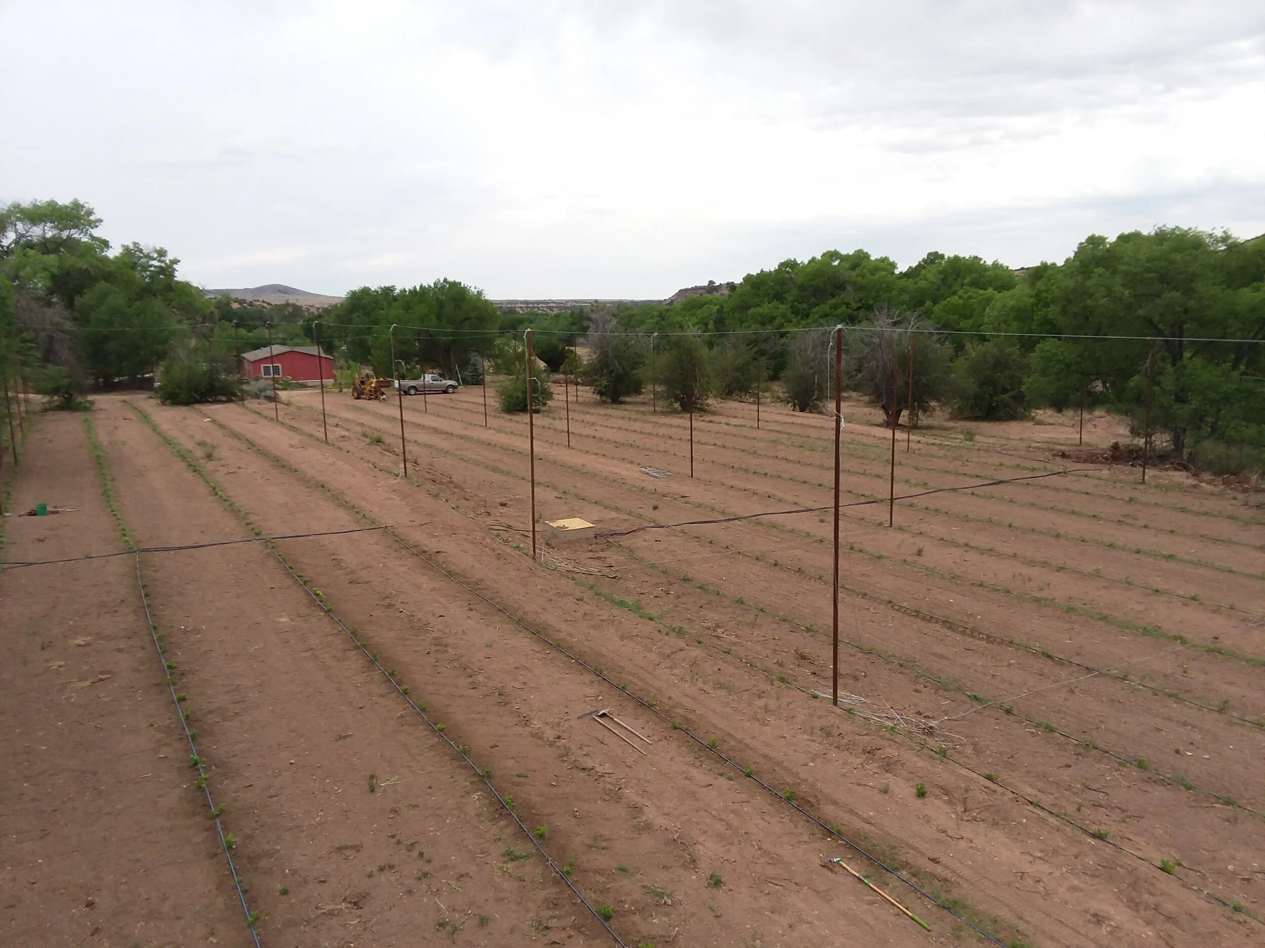 New Mexico Hop Farm — La Capilla Hops Farm