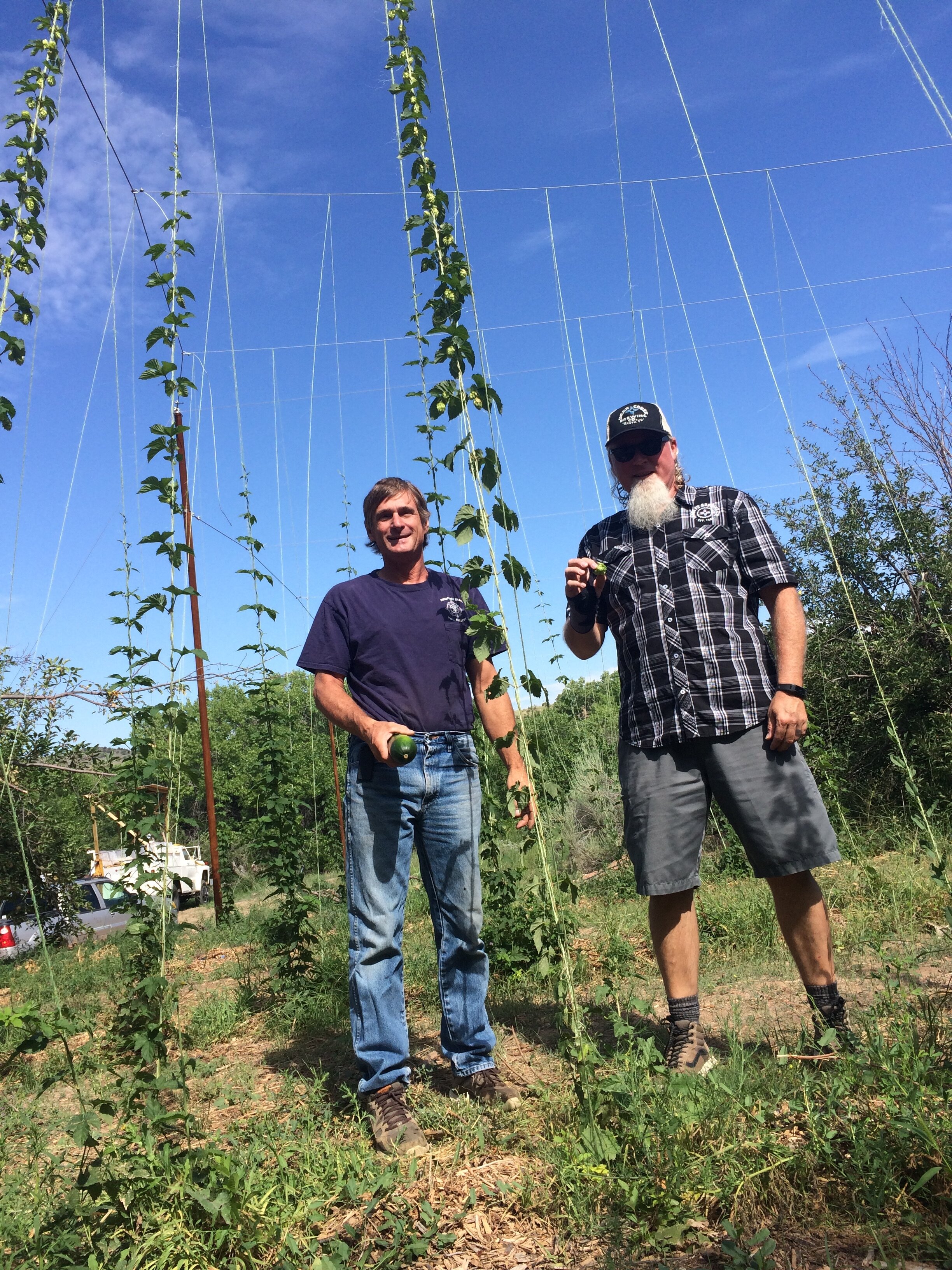 New Mexico Hop Farm — La Capilla Hops Farm