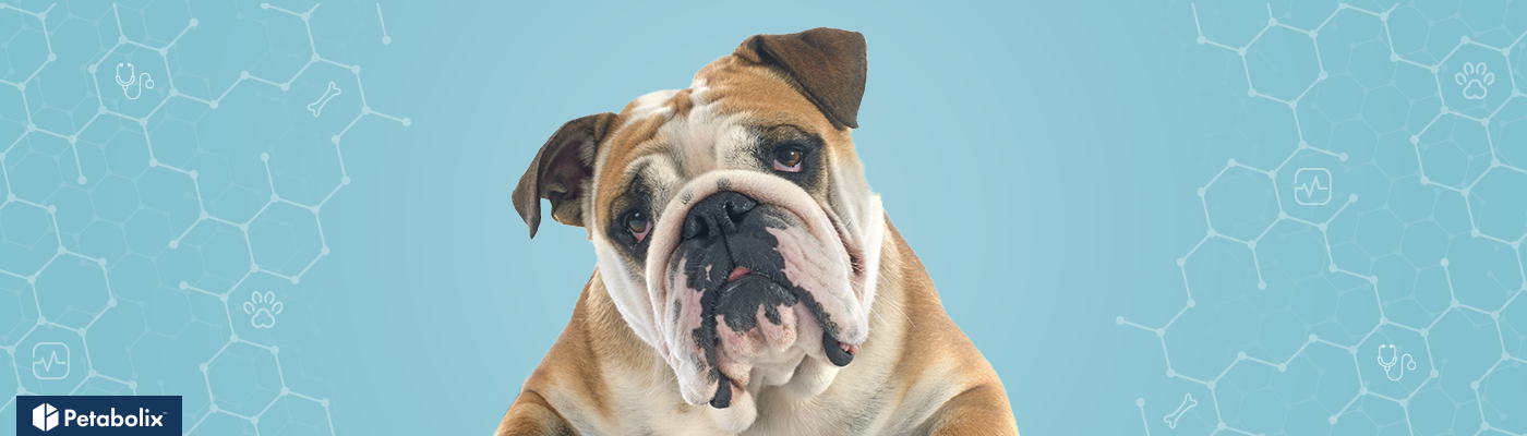 What are the Best Dog Foods for Bulldogs?