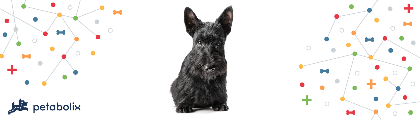 What s The Best Dog Food For Scottish Terriers what-s-the-best-dog-food-for-scottish-terriers
