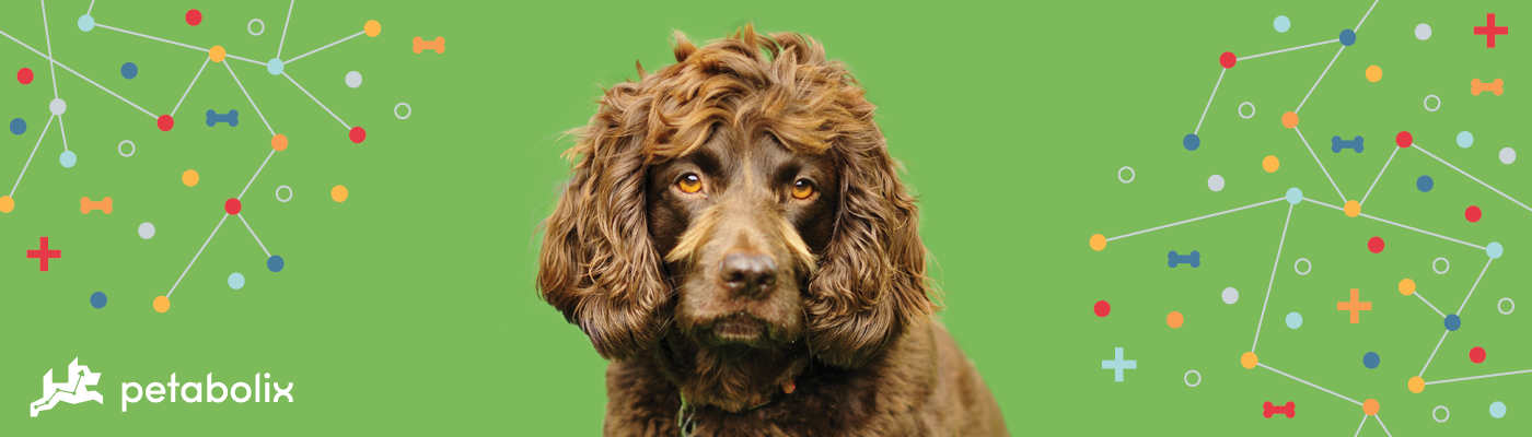 What are the Best Dog Foods for Boykin Spaniels?