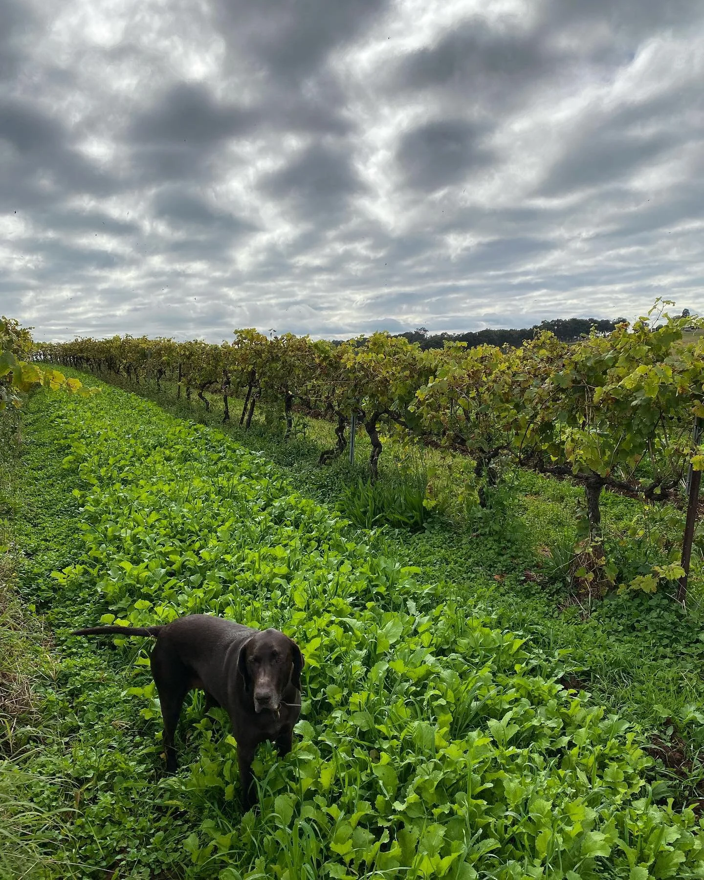 Vinden Wines Cellar Door & Award-winning accommodation