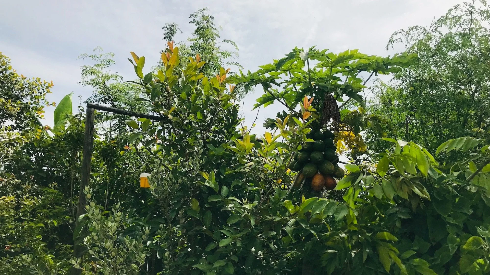 Orchard of Flavours | An edible Botanical Garden