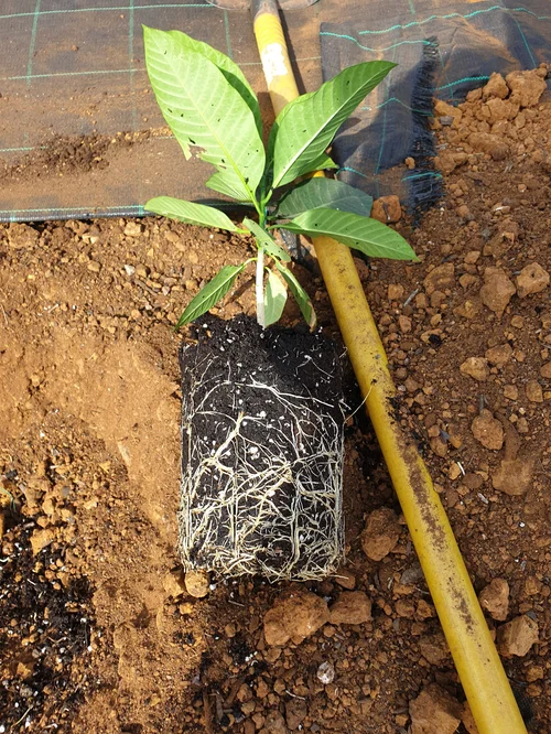 Root Systems of Fruit Trees | Research | Orchard of Flavours