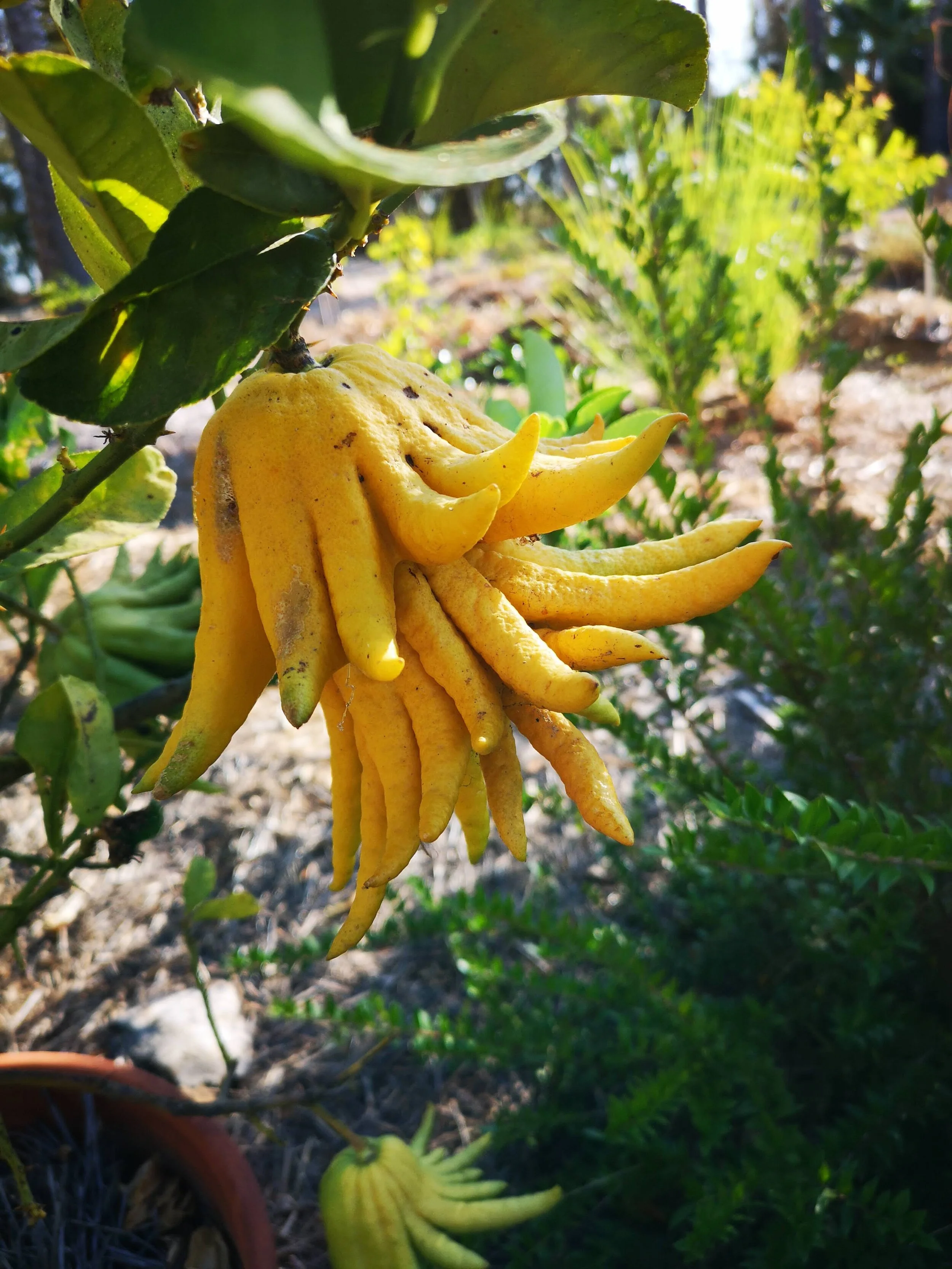 Orchard of Flavours | An edible botanical garden