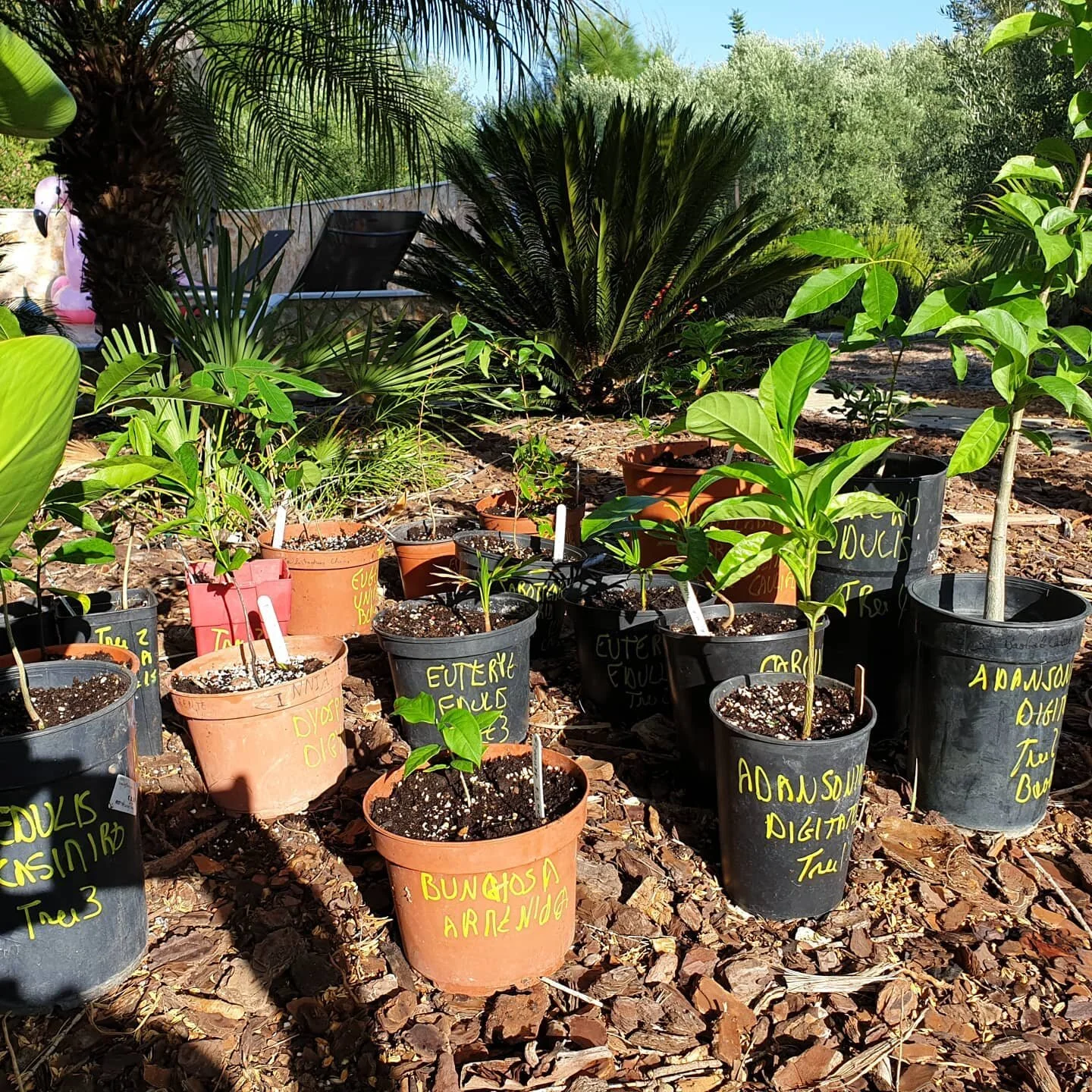 Orchard of Flavours | An edible botanical garden