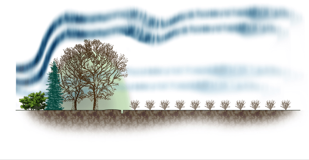 How-to: Windbreaks | Agroecology Techniques | Orchard of Flavours