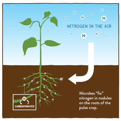Nitrogen-Fixing Edible Plants | Learn articles | Orchard of Flavours