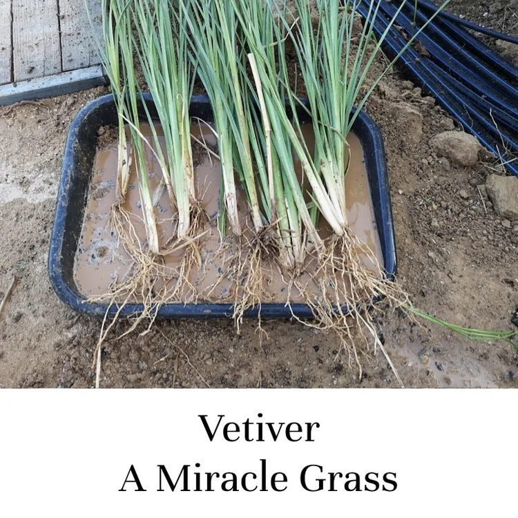 How-to: Mulching with vetiver grass | Orchard of Flavours