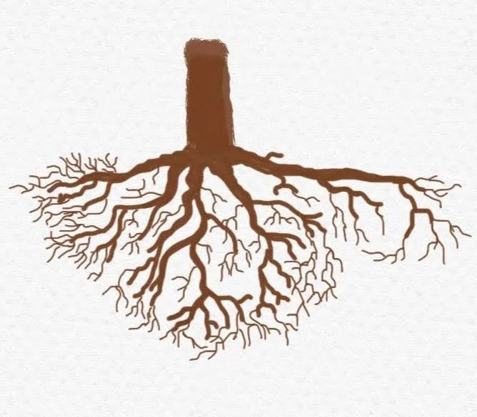 Root Systems Database | Orchard of Flavours